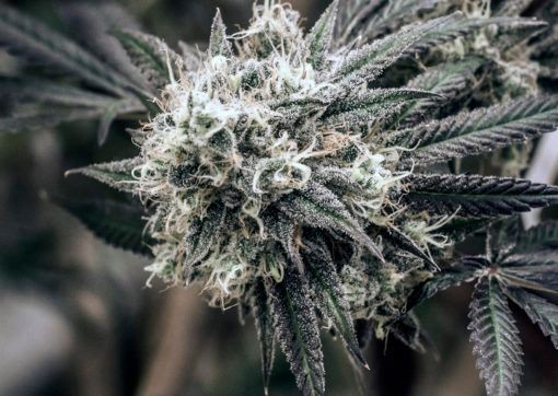 Good Chemistry: Alien Dawg | Leafly Good Chemistry: Alien Dawg | Leafly