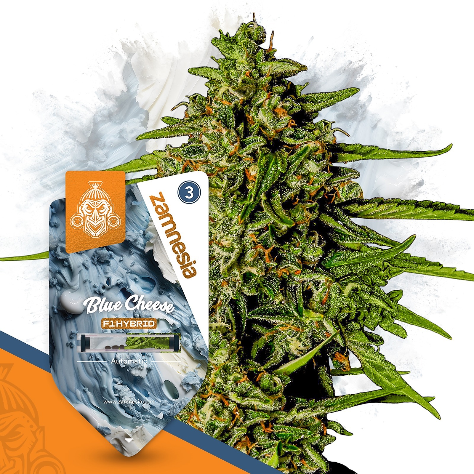 Zamnesia: Blue Cheese F1 Automatic by Zamnesia Seeds | Leafly