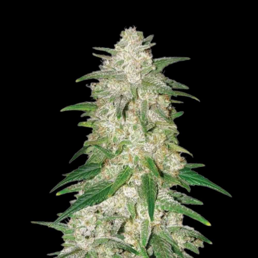 Simply Crafted: Gelato Autoflower Feminized Cannabis Seeds | Leafly