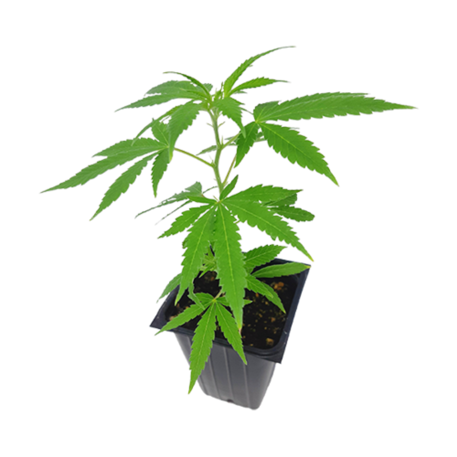 Eve & Co.: The Lover Clone | Leafly