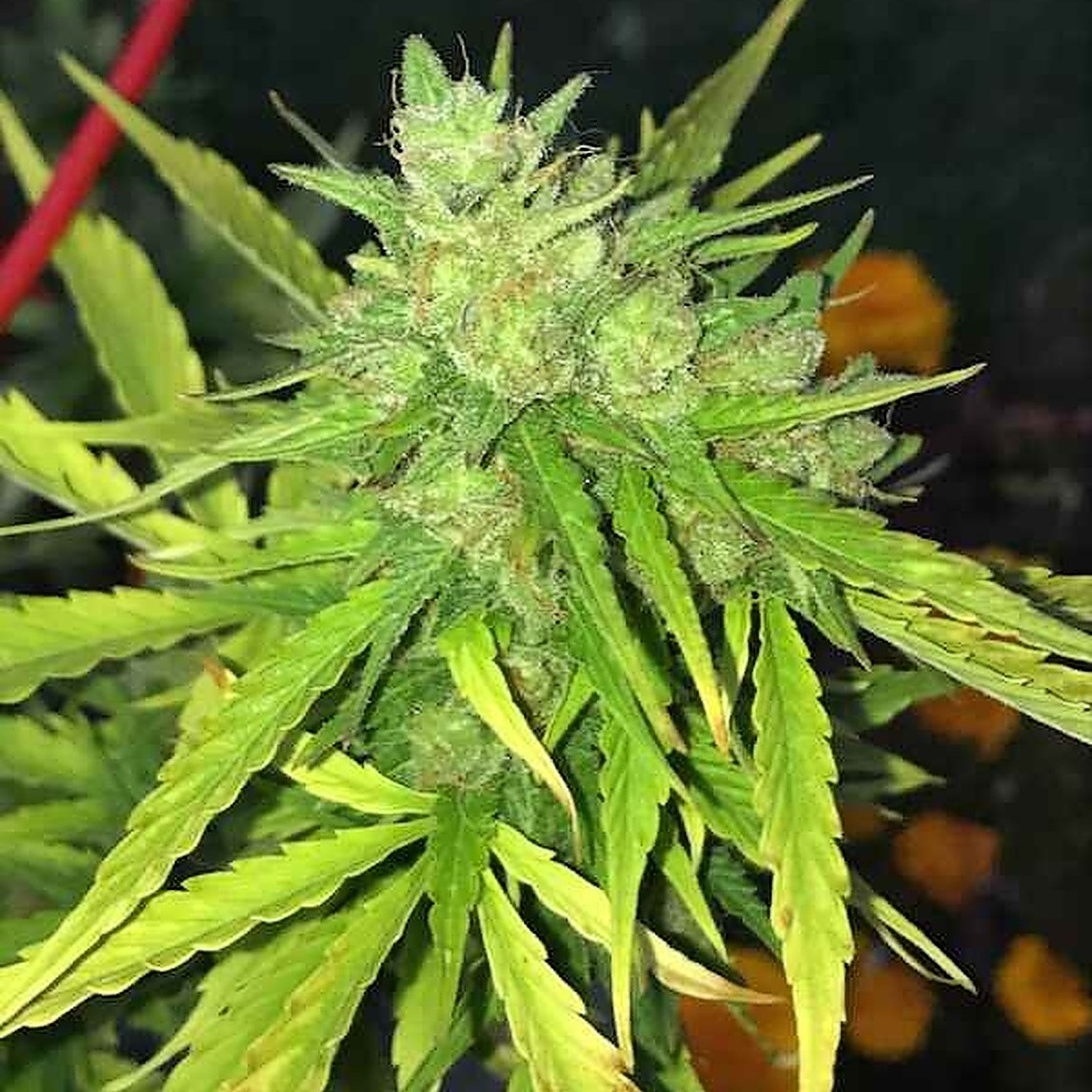 United Cannabis Seeds: Devil XXL Autoflower | Leafly