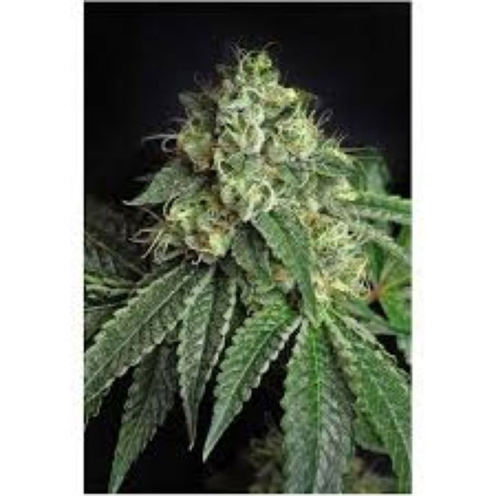 Sixtech: Jesus OG | Leafly