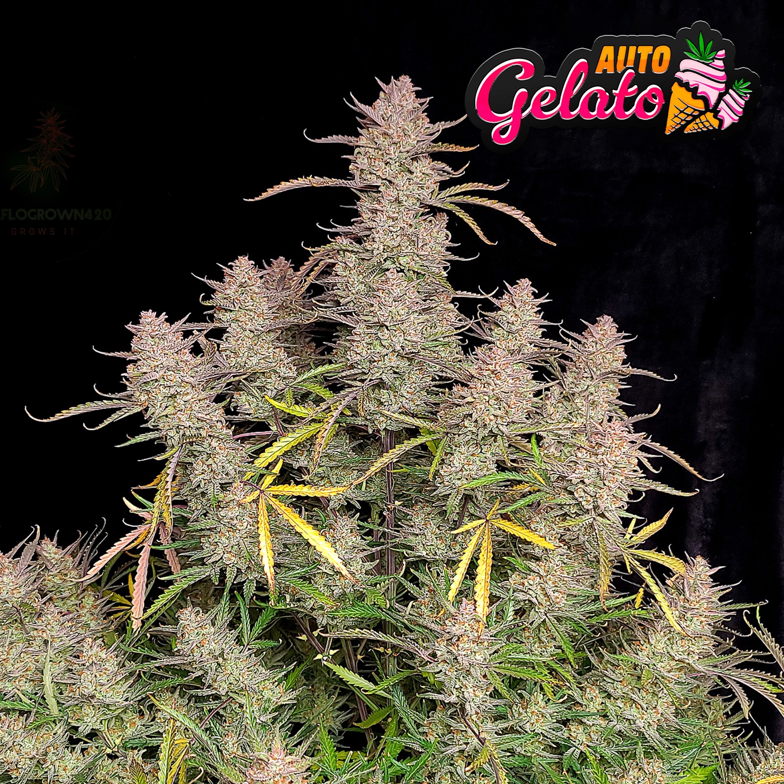 Fast Buds Autoflowering Cannabis Seeds: Gelato Auto | Fast Buds seeds ...