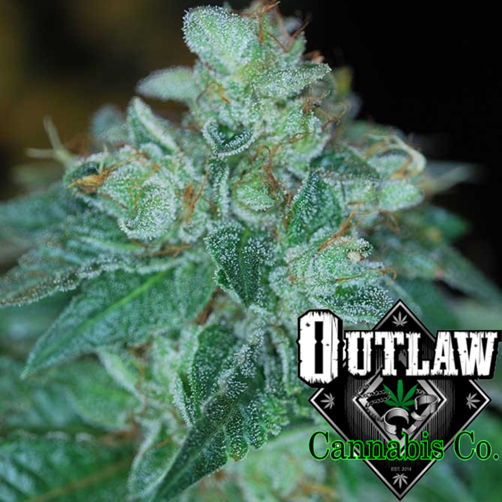 Outlaw Cannabis Company: Snowdizzle | Leafly