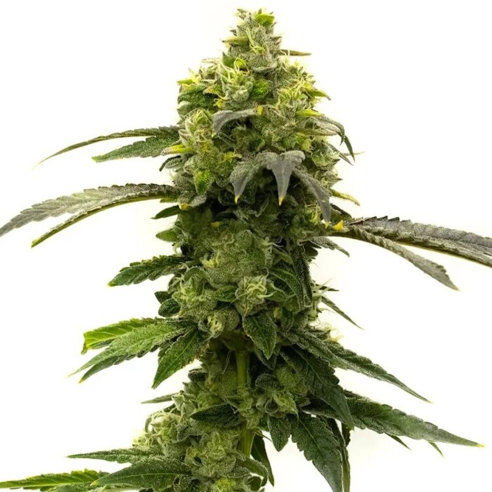 United Cannabis Seeds: Rosetta Stone Feminized | Leafly