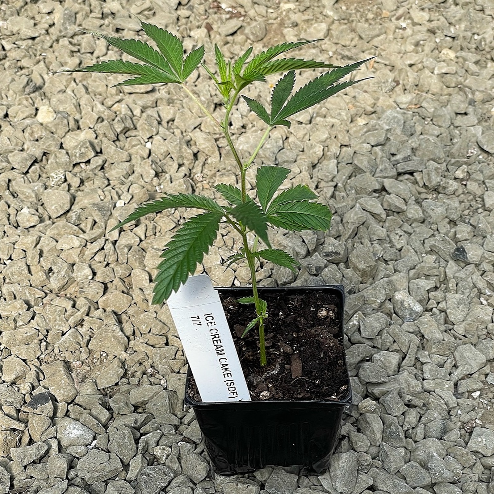 Sun Clone: Ice Cream Cake Clone | Leafly