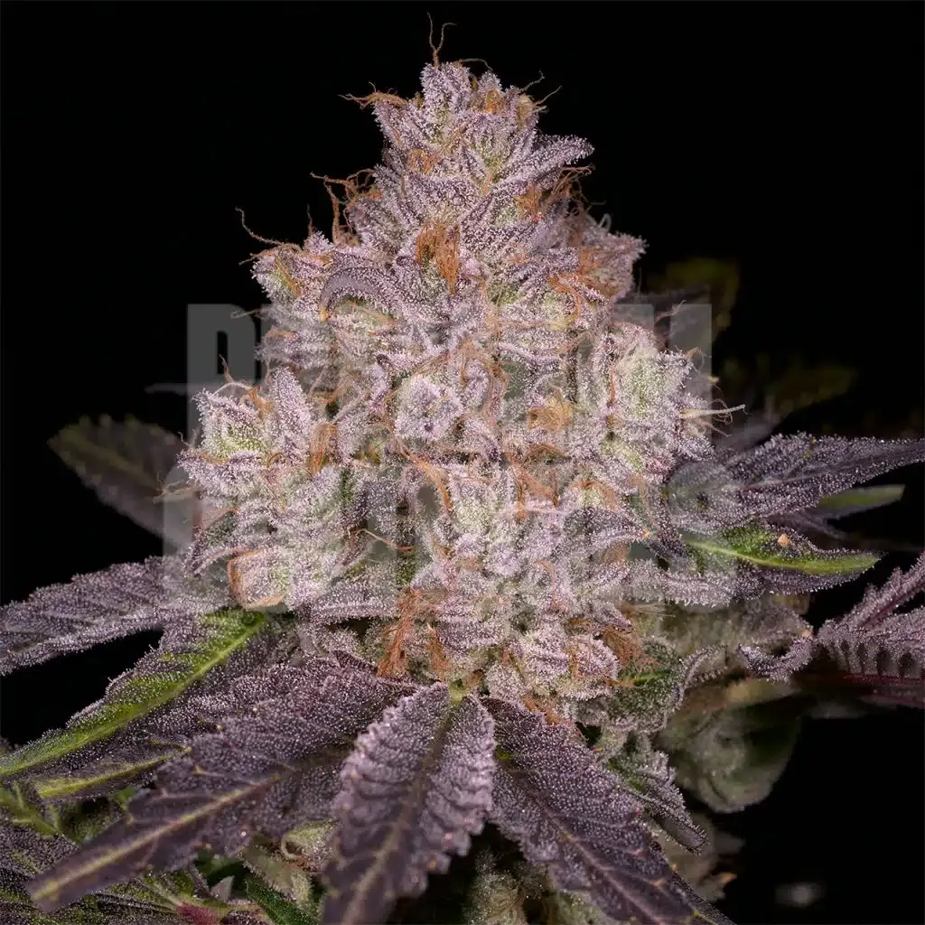 Premium Cultivars: Member Berry | Leafly