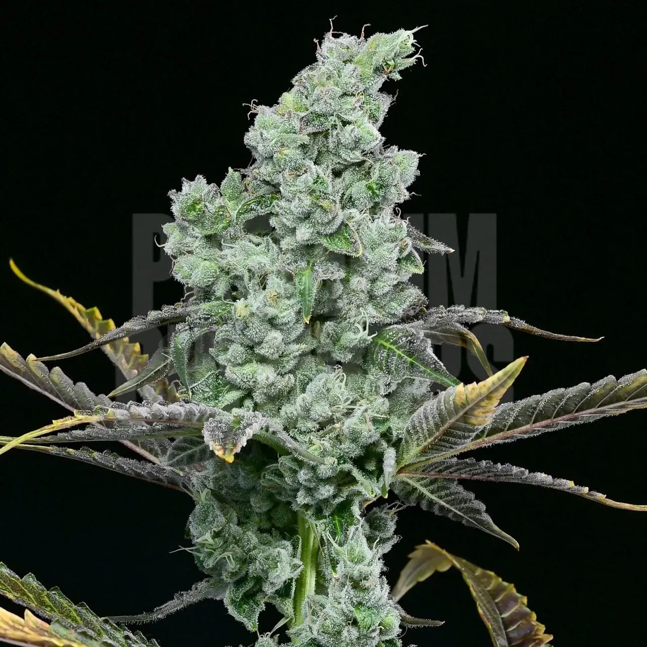 Premium Cultivars: Horchata | Leafly