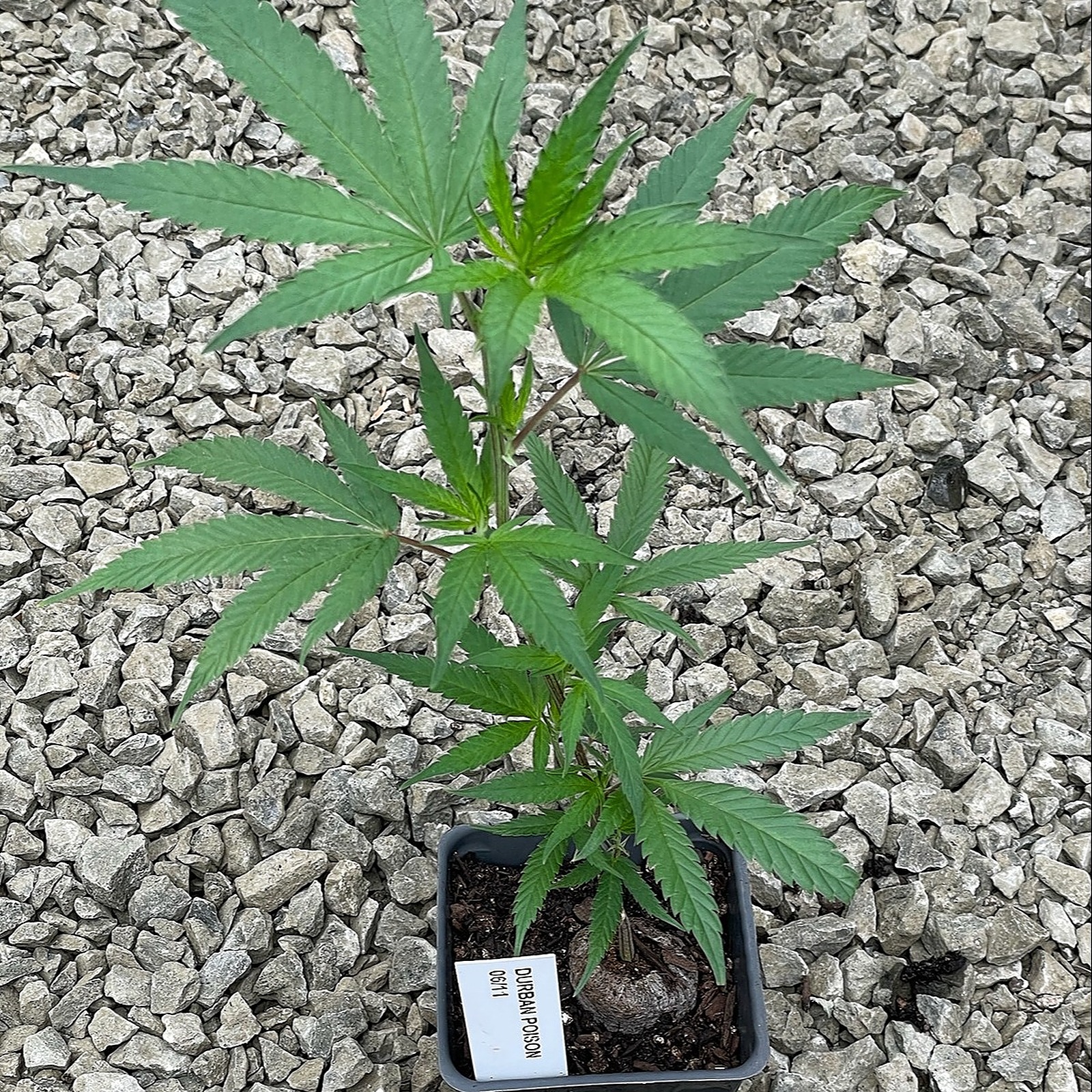 Sun Clone: Durban Poison Clone | Leafly