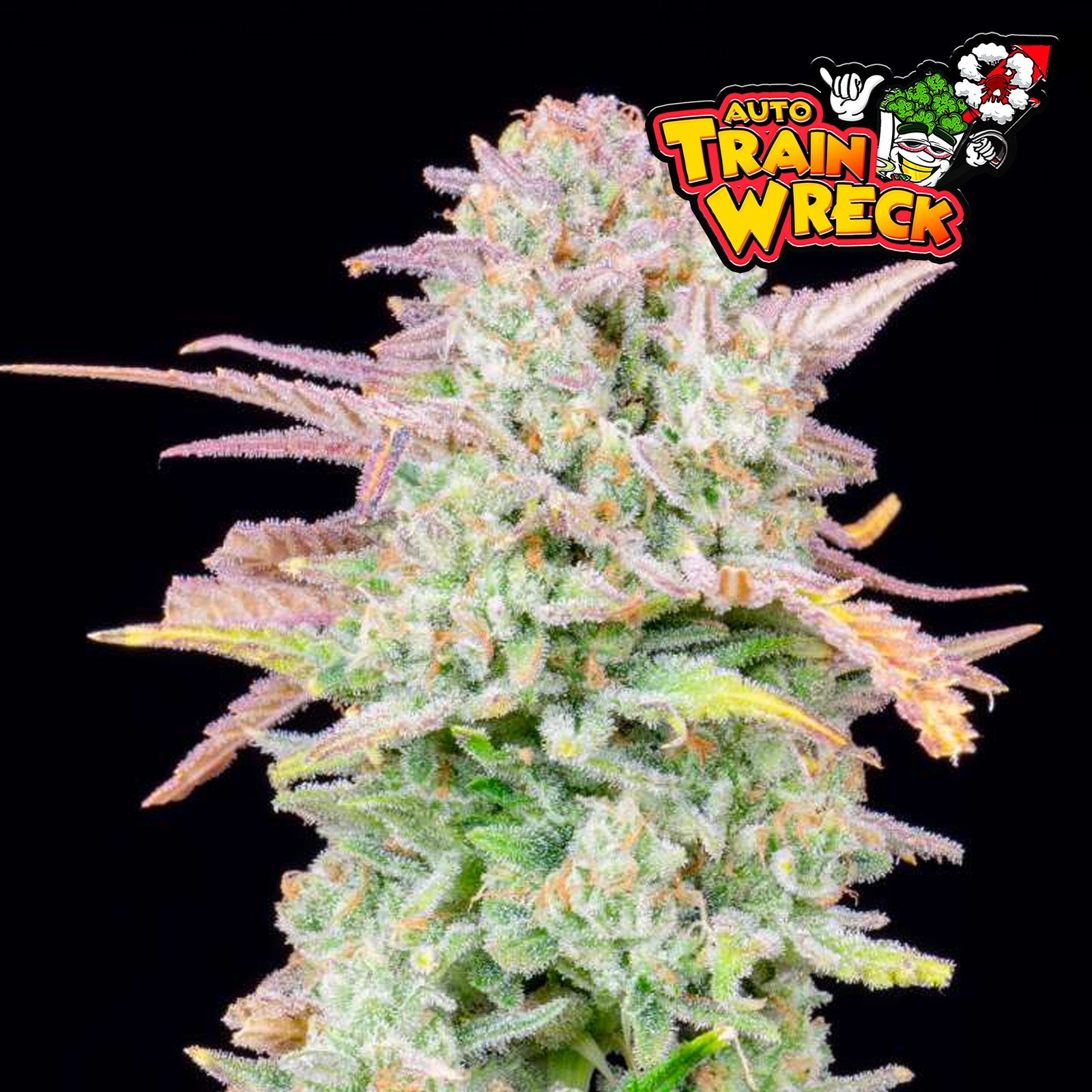 Fast Buds Autoflowering Cannabis Seeds: Trainwreck Auto | Fast Buds ...
