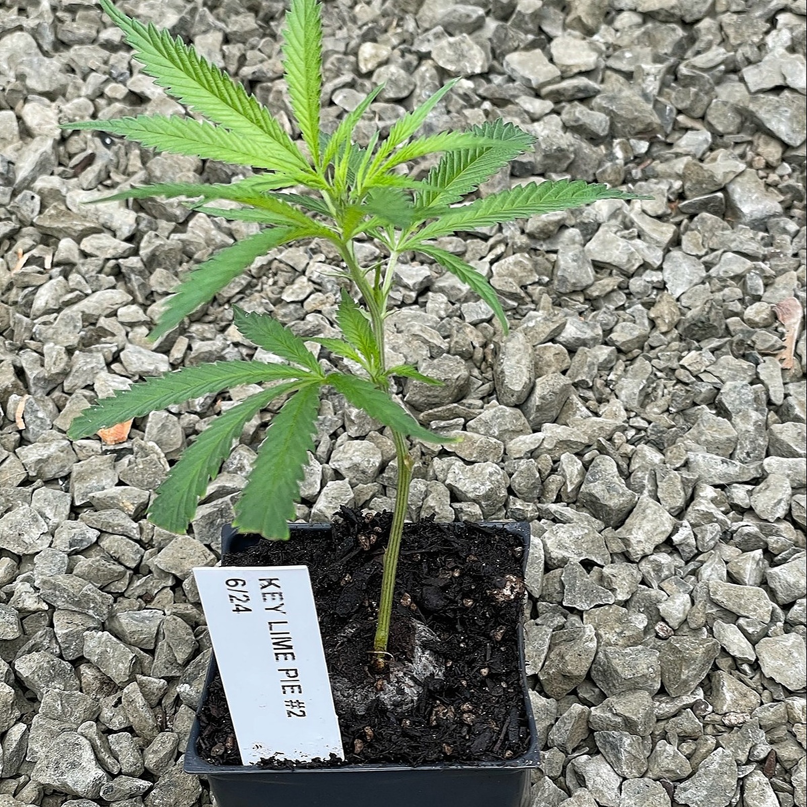 Sun Clone: Key Lime Pie Clone | Leafly