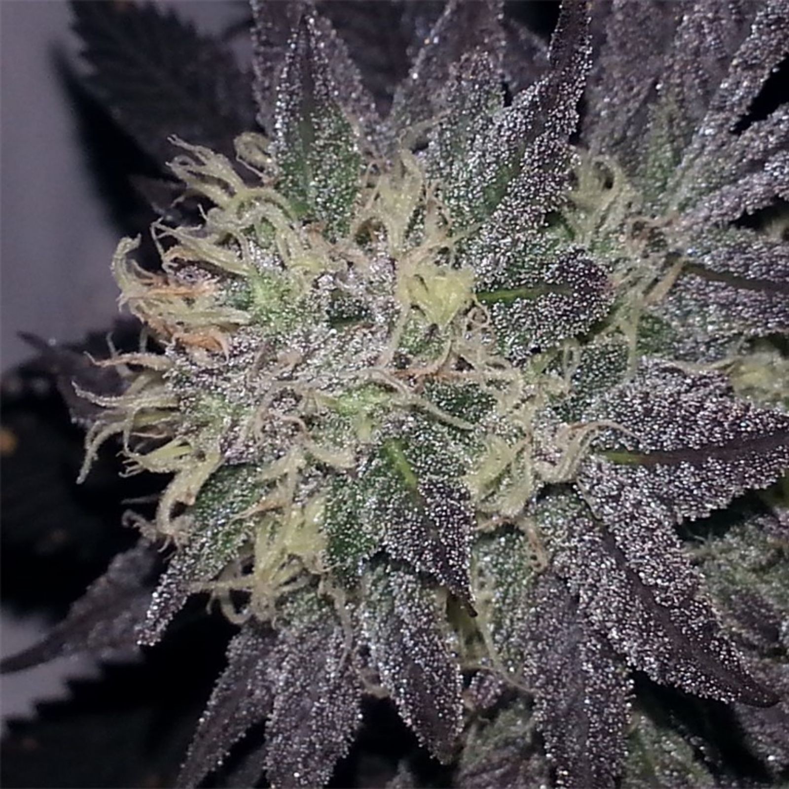 Sixtech: Purple Diesel | Leafly