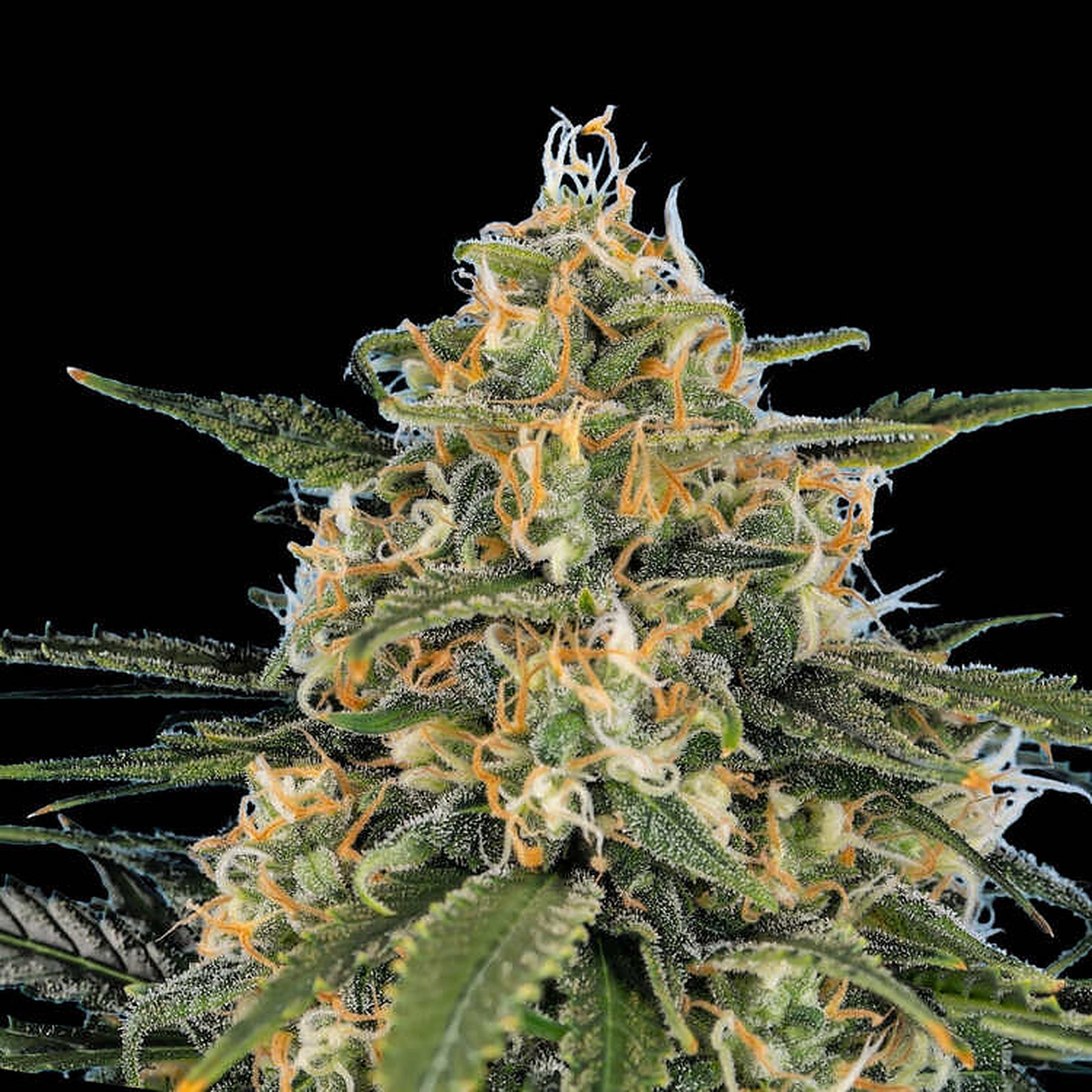 United Cannabis Seeds: Gusher Feminized | Leafly