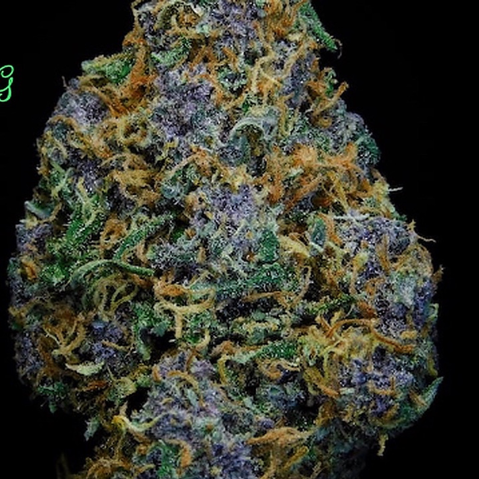 Cannavores Cultivation: Cannavores OG | Leafly