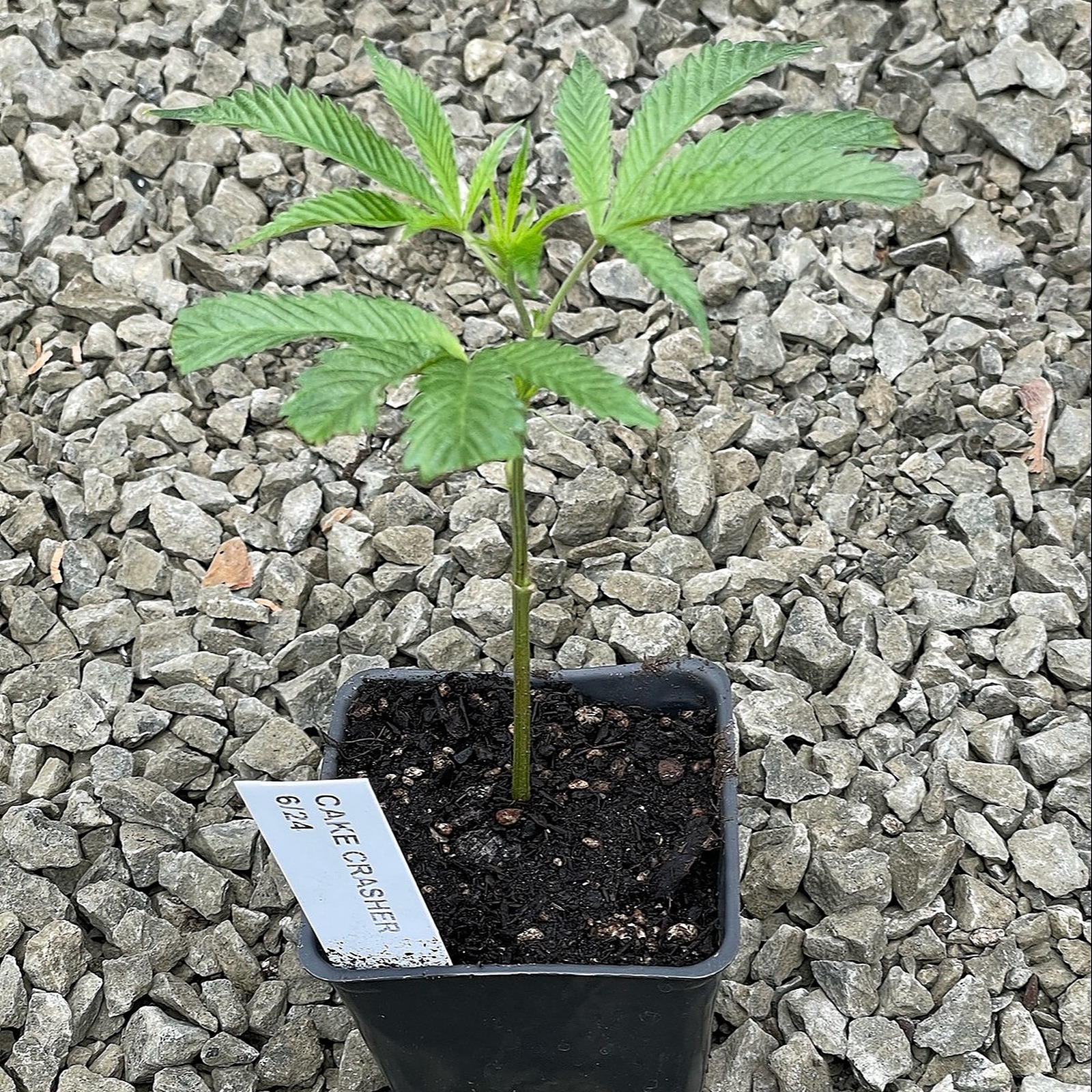 Sun Clone: Cake Crasher Clone | Leafly