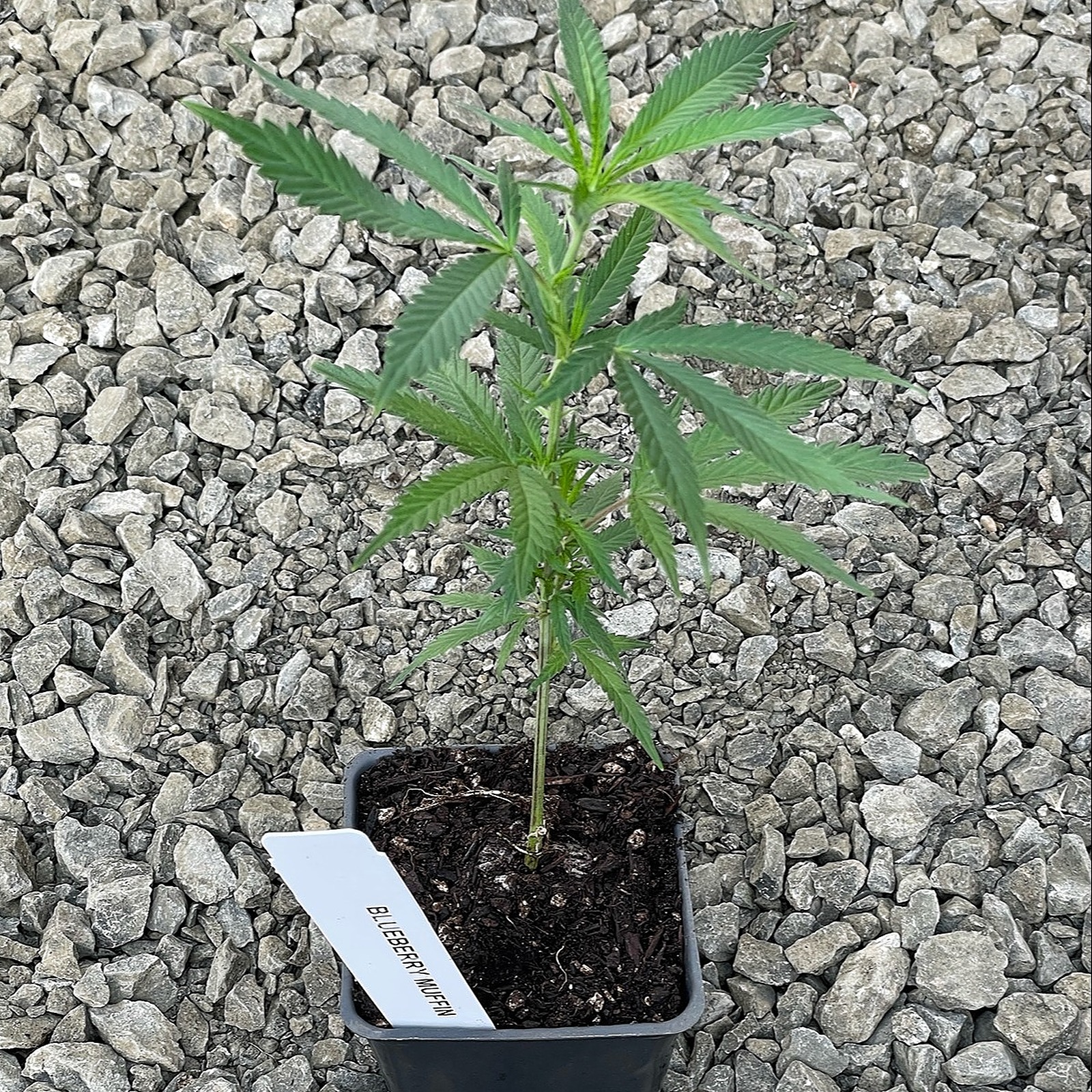 Sun Clone: Blueberry Muffin Clone | Leafly