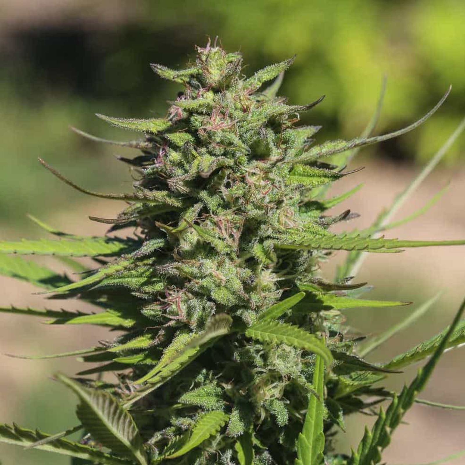 GTR Seeds / Oregon CBD: Sour Special Sauce | Leafly