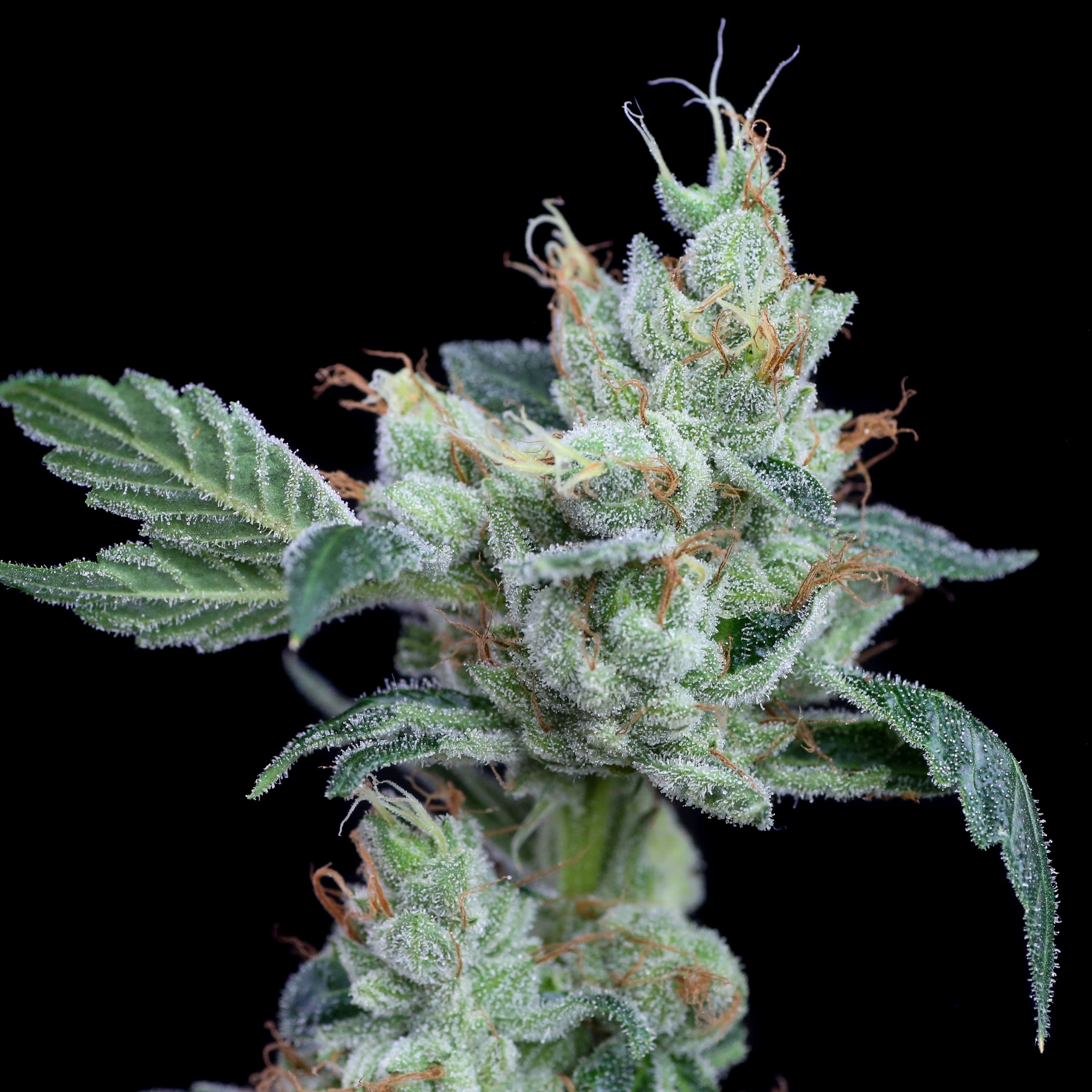 Gold Leaf Gardens: Gaswerx | Leafly