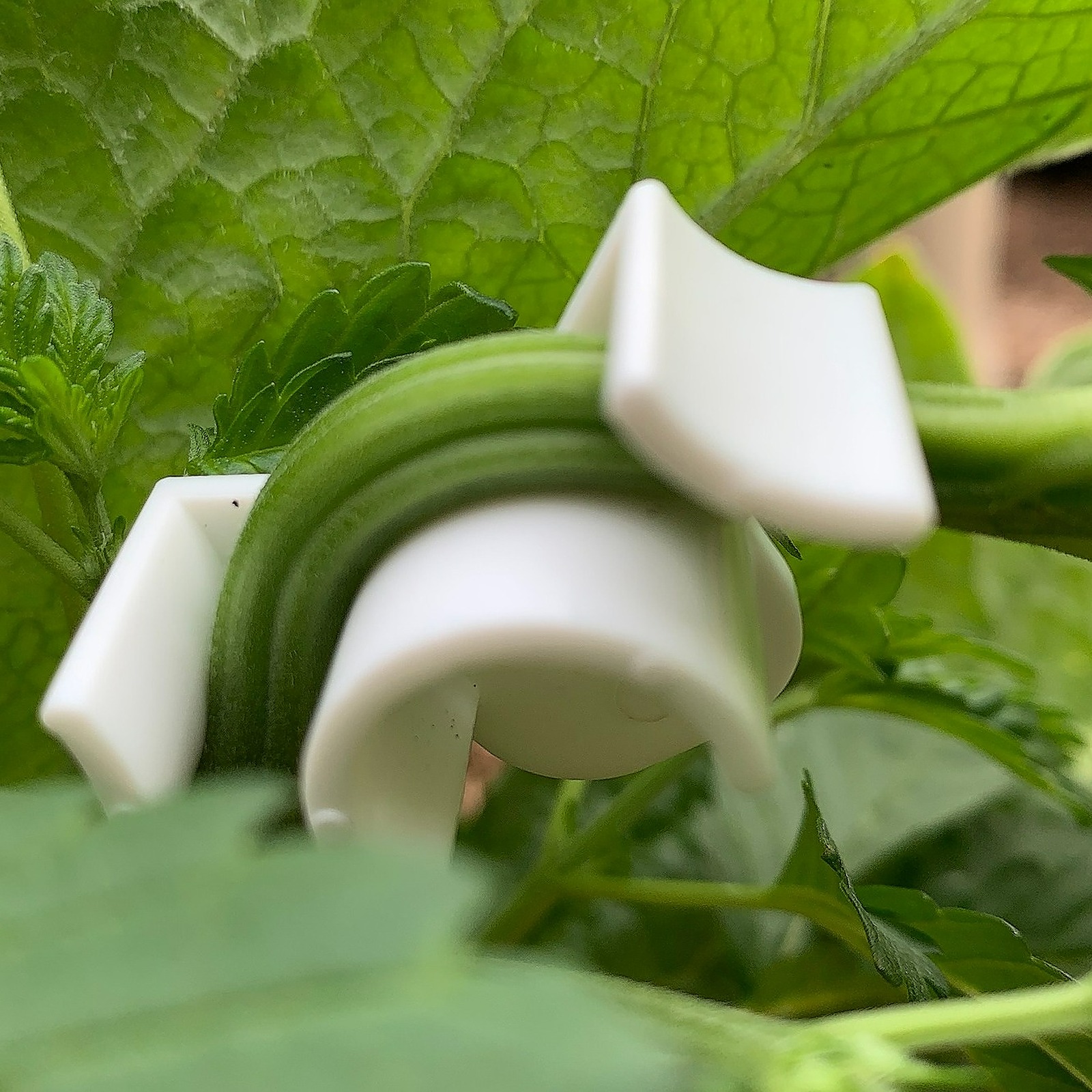 LSTclips: AirTech LSTclips - Low Stress Training Clips | Leafly