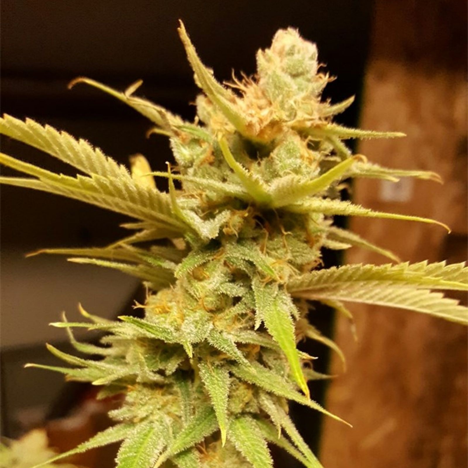 Sixtech: Pennywise | Leafly