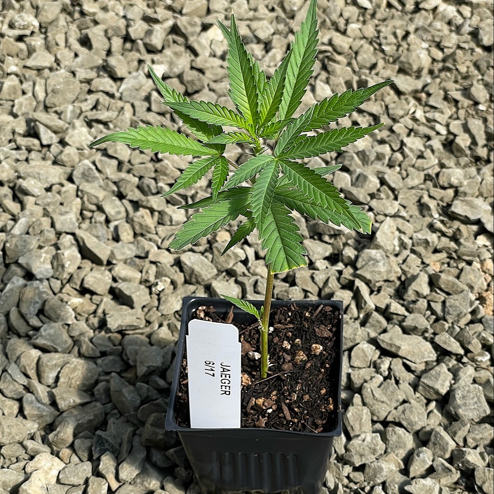 Sun Clone: Jager Clone | Leafly