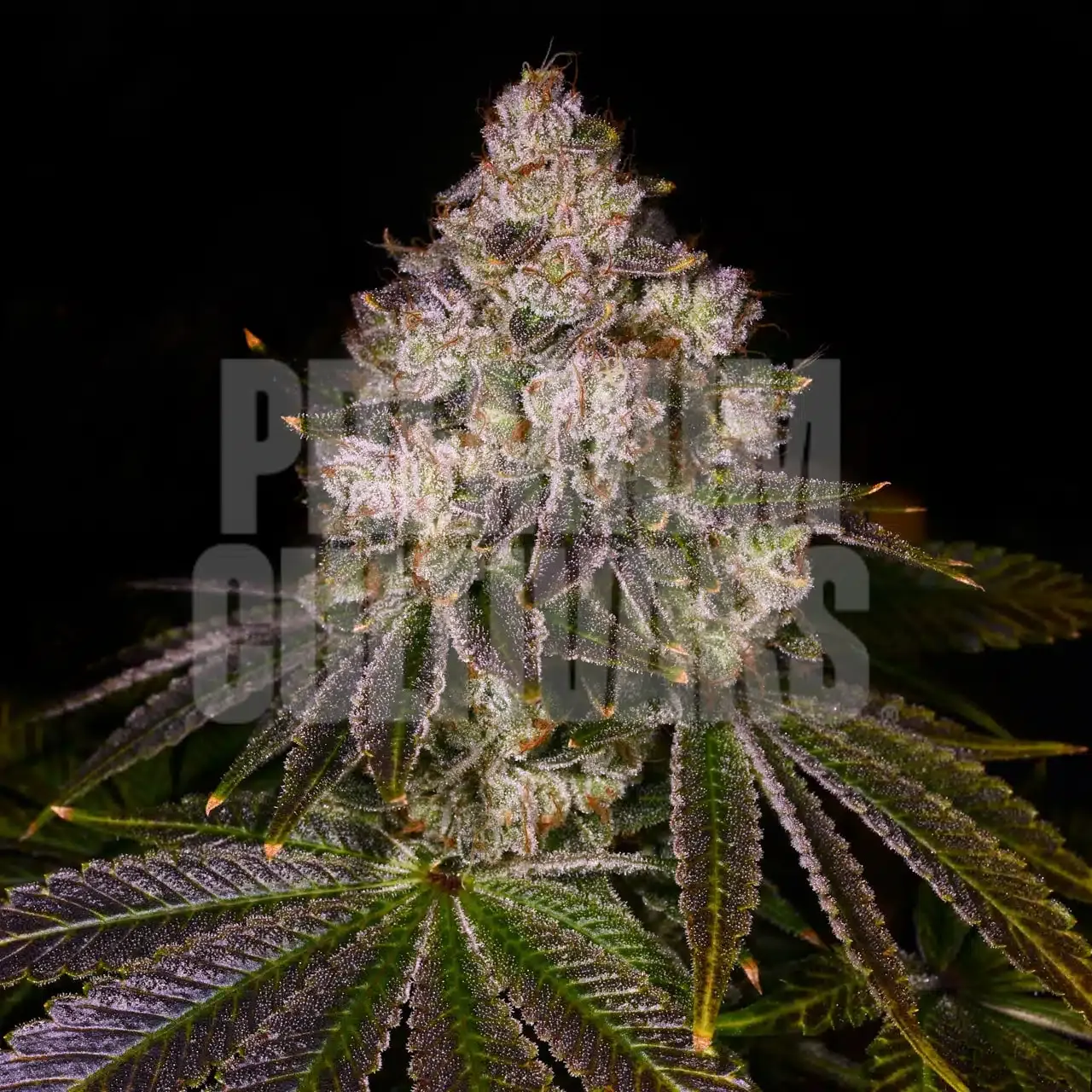 Premium Cultivars: Lemon Grab | Leafly