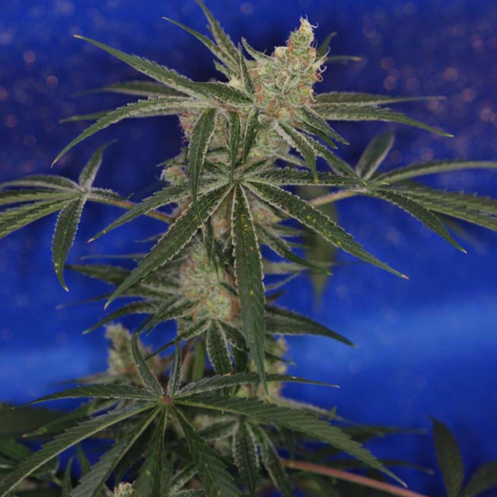 Subcool's The Dank: Jacks Cleaner 2 (SSSC (Nevil’s) x NL5 x Pluton x Purple Haze x Jack Herer ...