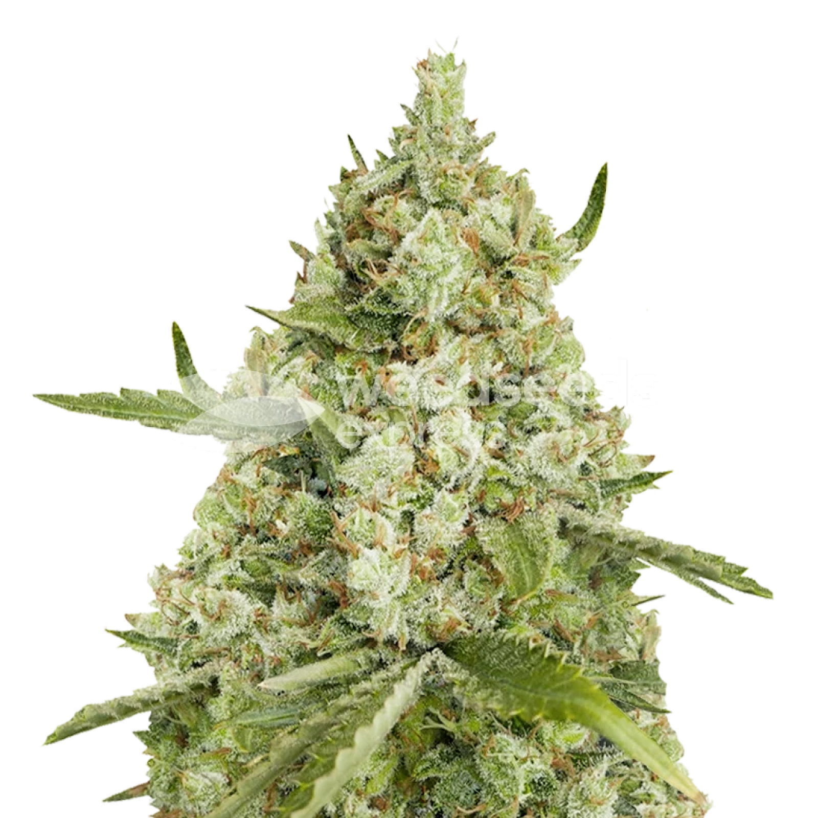 WeedSeedsExpress: Super Lemon Haze Autoflower Seeds | Leafly