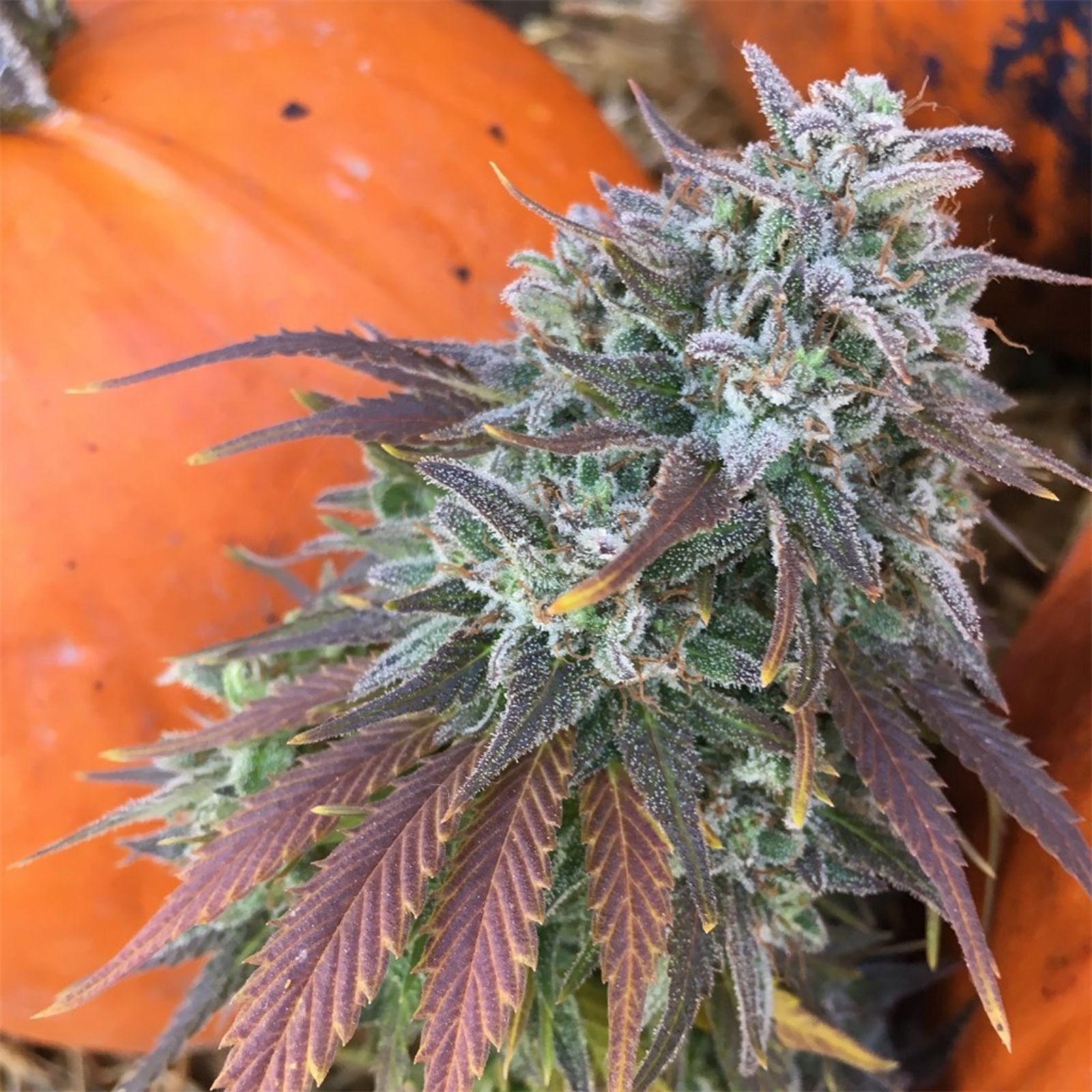 Sixtech: Obama Kush | Leafly