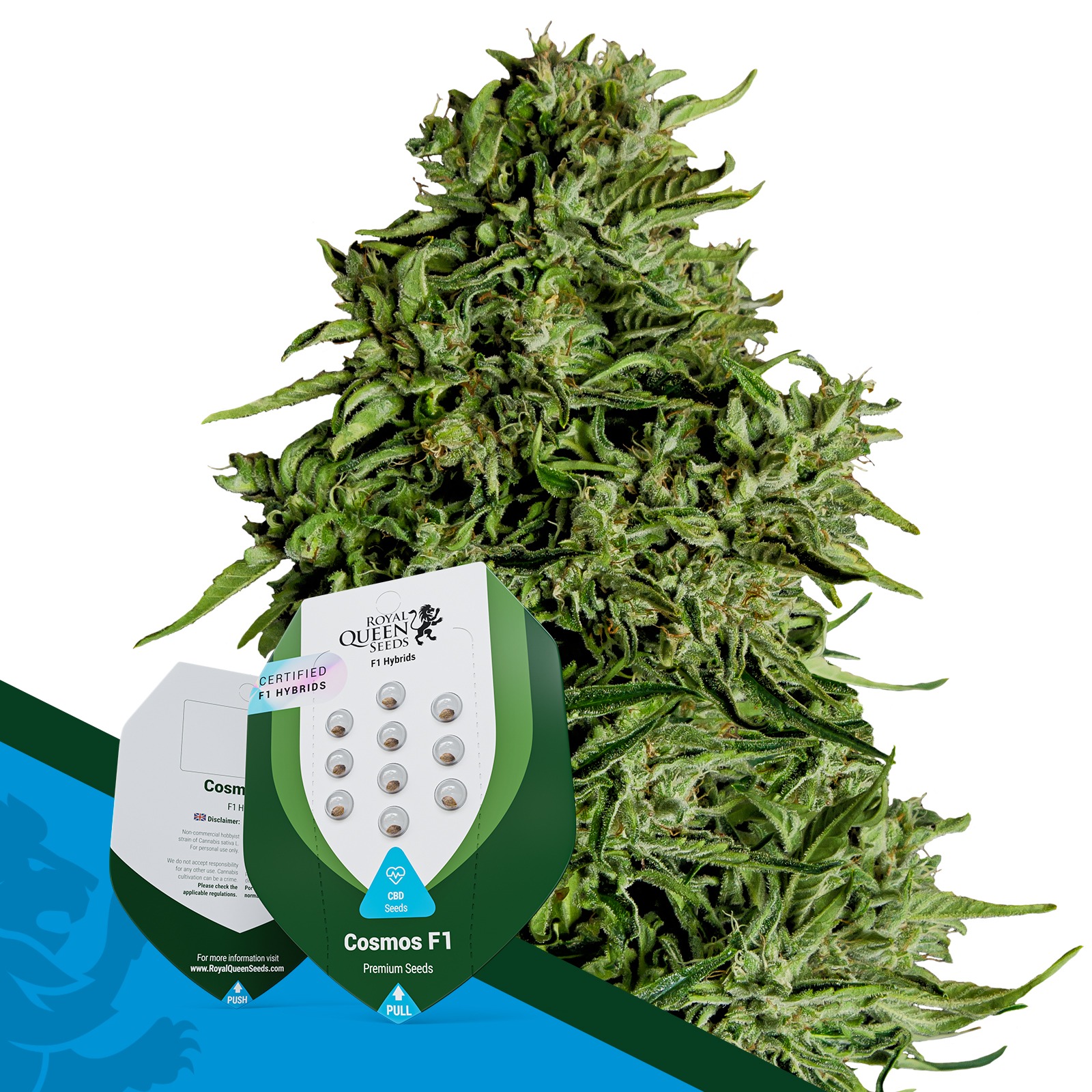 Royal Queen Seeds: Cosmos F1 hybrid | Leafly