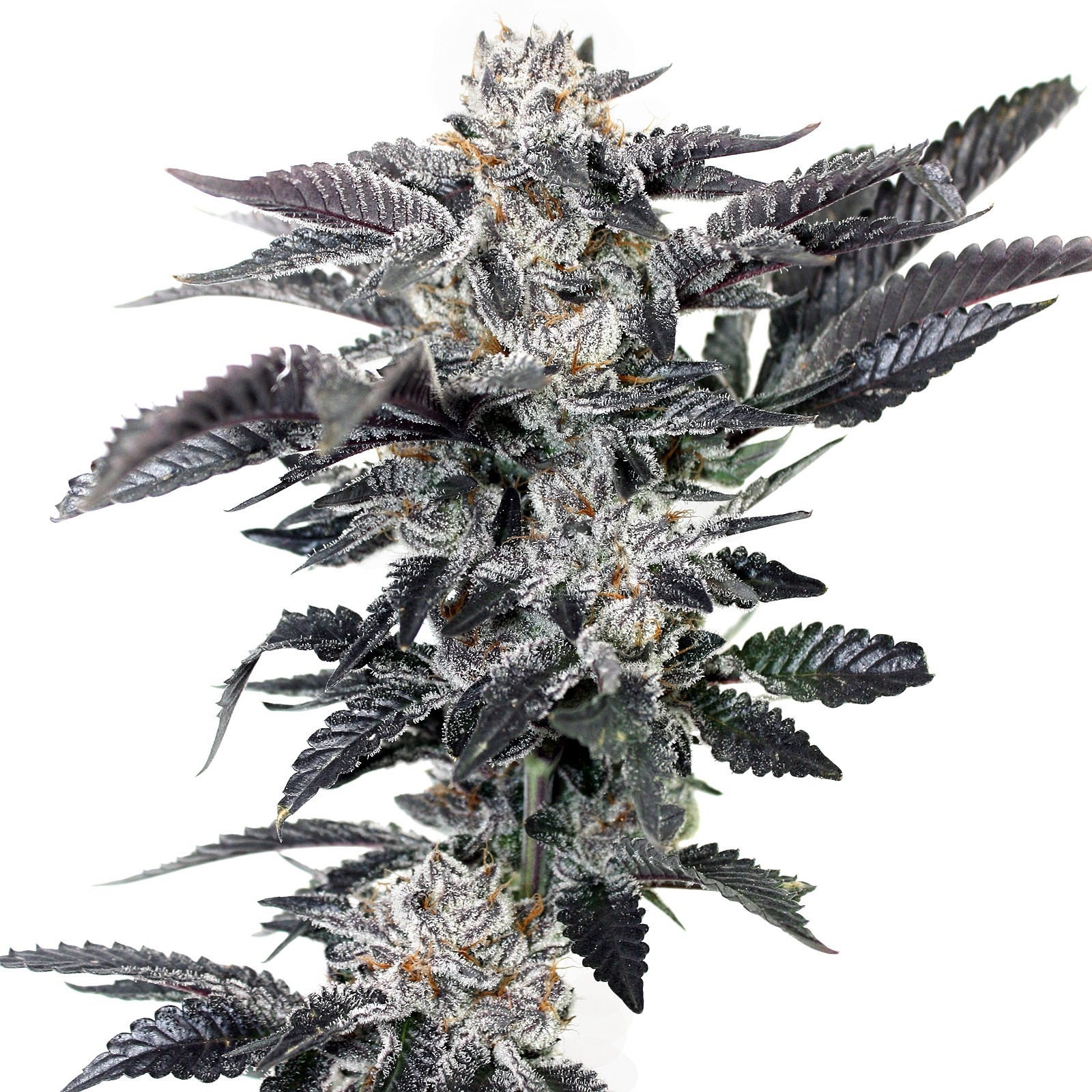 Elev8 Seeds: Reef Rider | Leafly