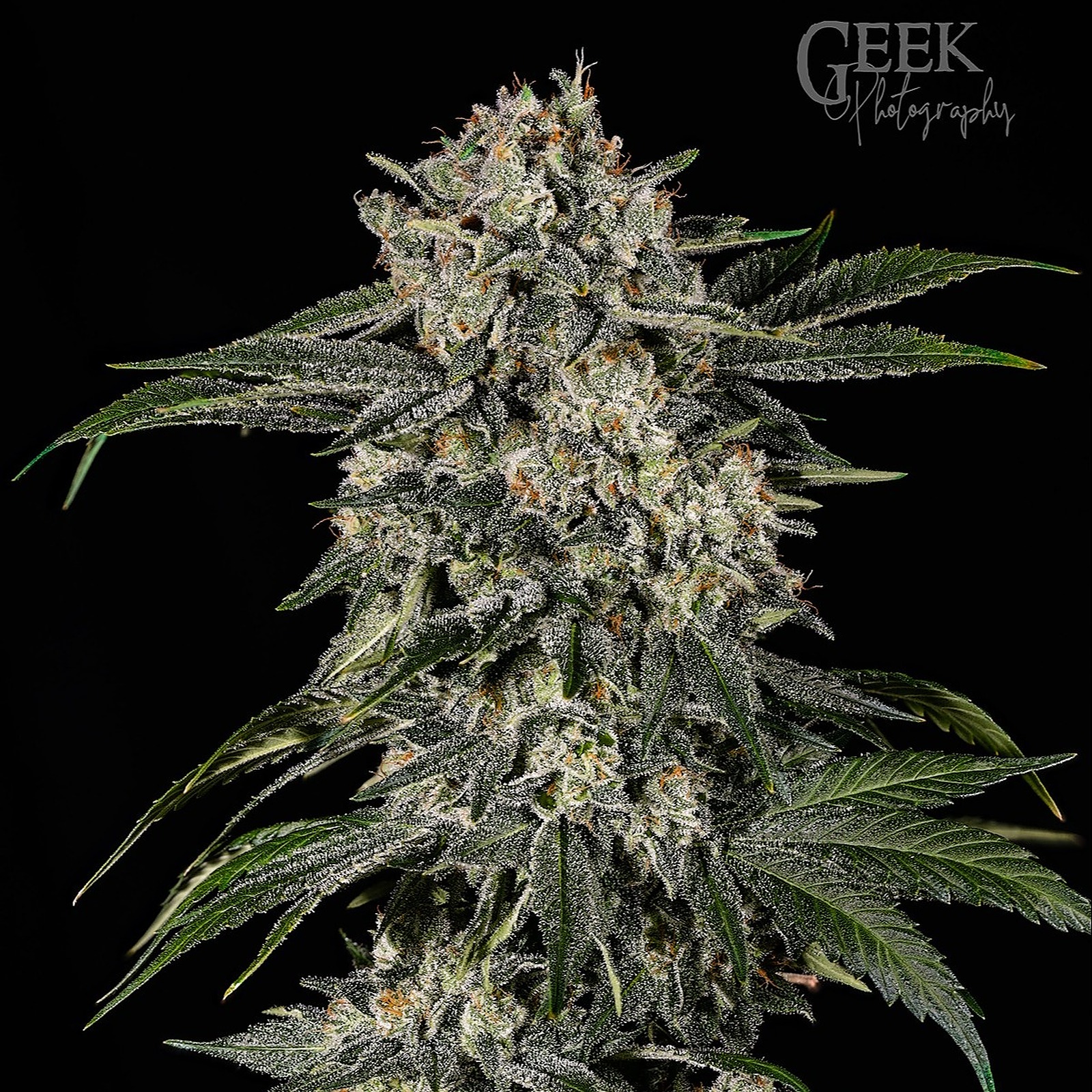 Geek Farms: Grimmdica | Leafly