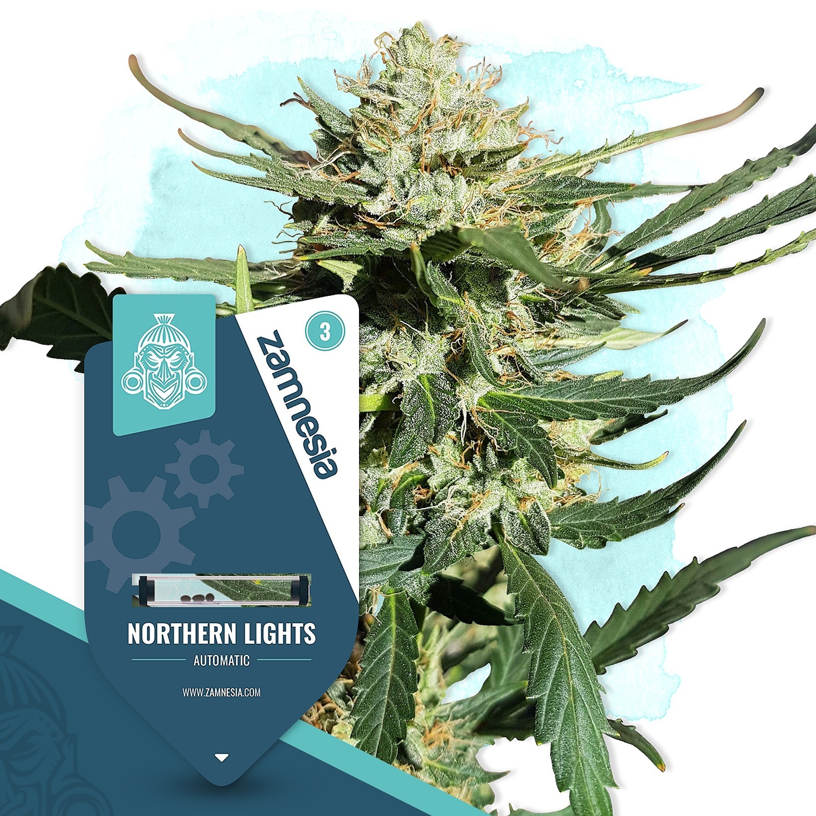 Zamnesia: Northern Lights Automatic by Zamnesia Seeds | Leafly