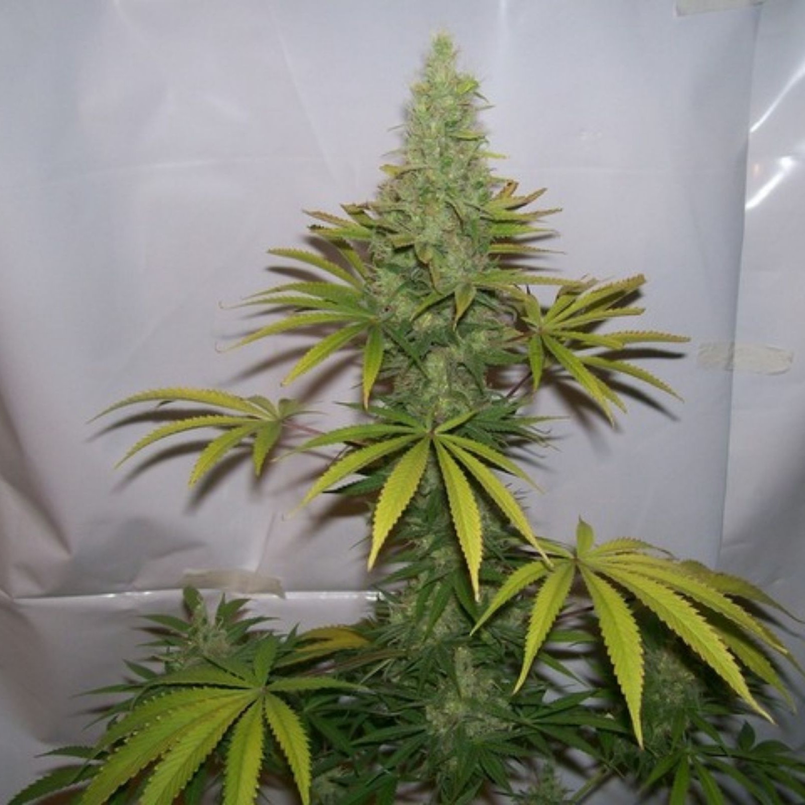 Sixtech: Blue Hawgsbreath Kush | Leafly