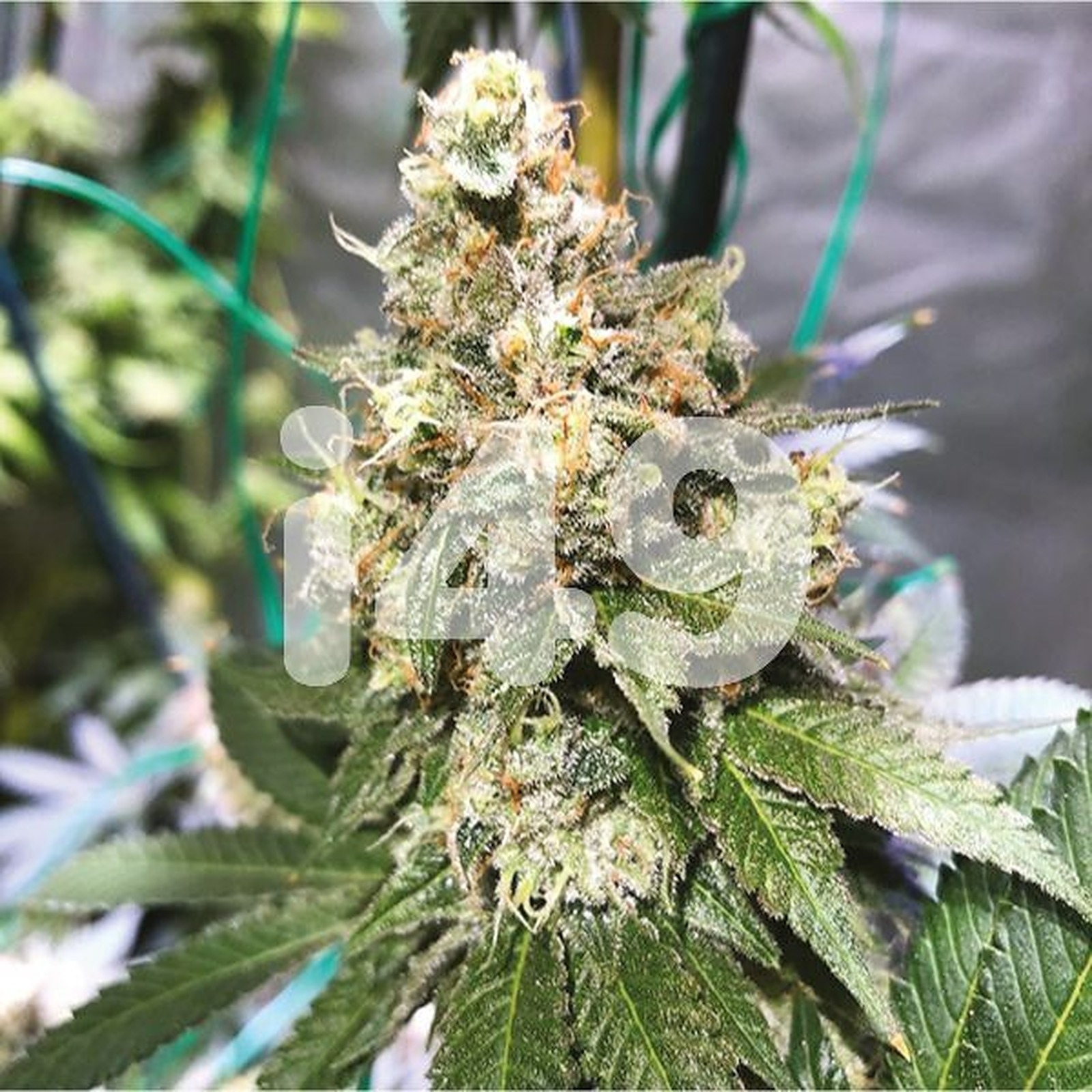 i49 Genetics: Auto G13 Fem | Leafly