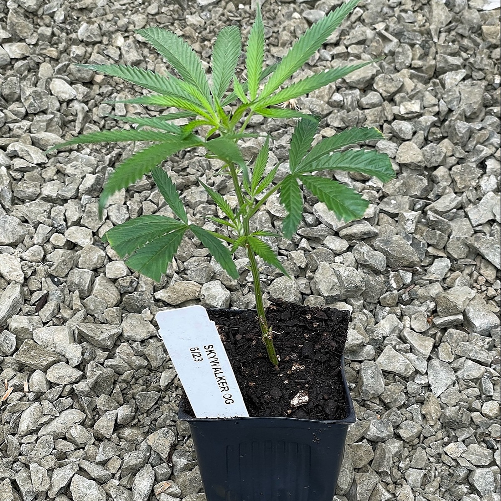 Sun Clone: Skywalker OG | Leafly