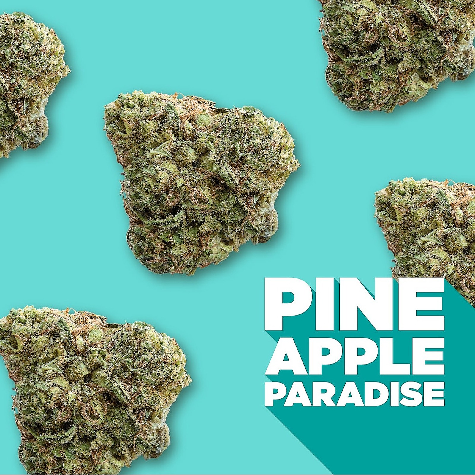 Spinach: Pineapple Paradise | Leafly