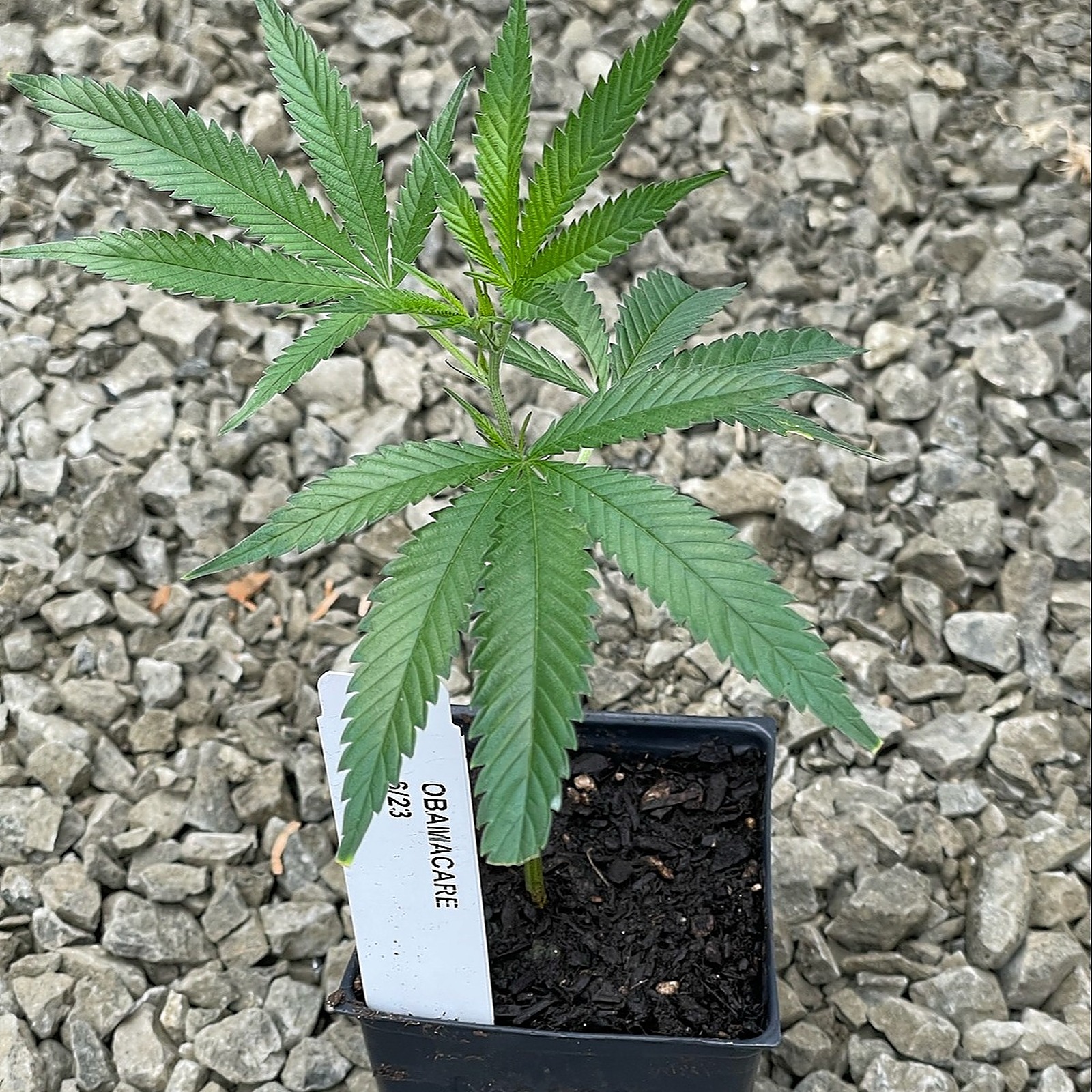 Sun Clone: Obamacare Clone | Leafly