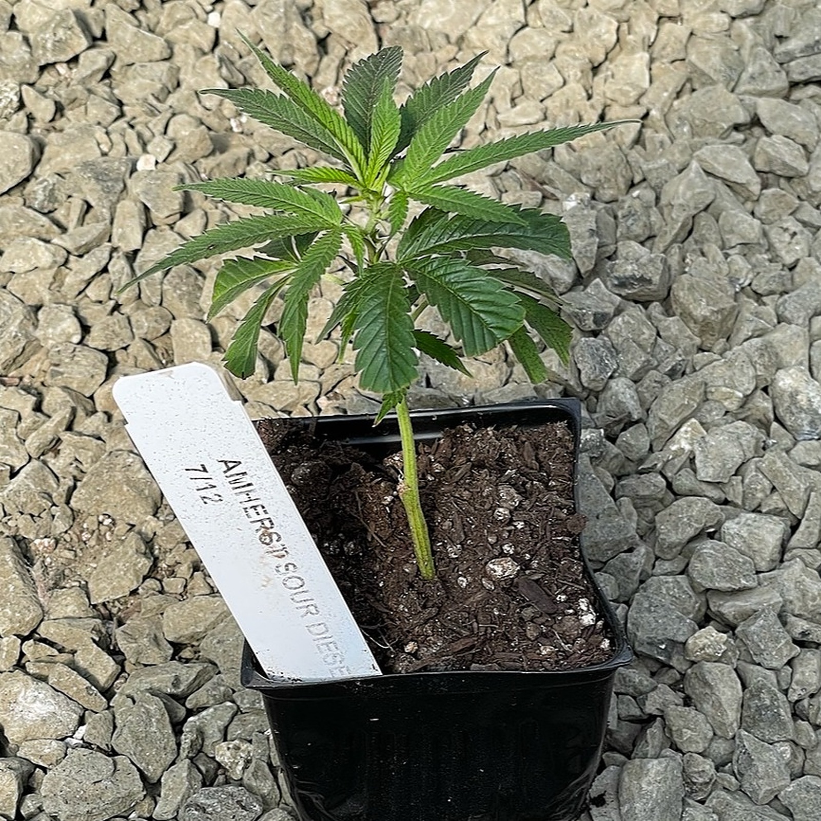 Sun Clone: Amherst Sour Diesel Clone | Leafly