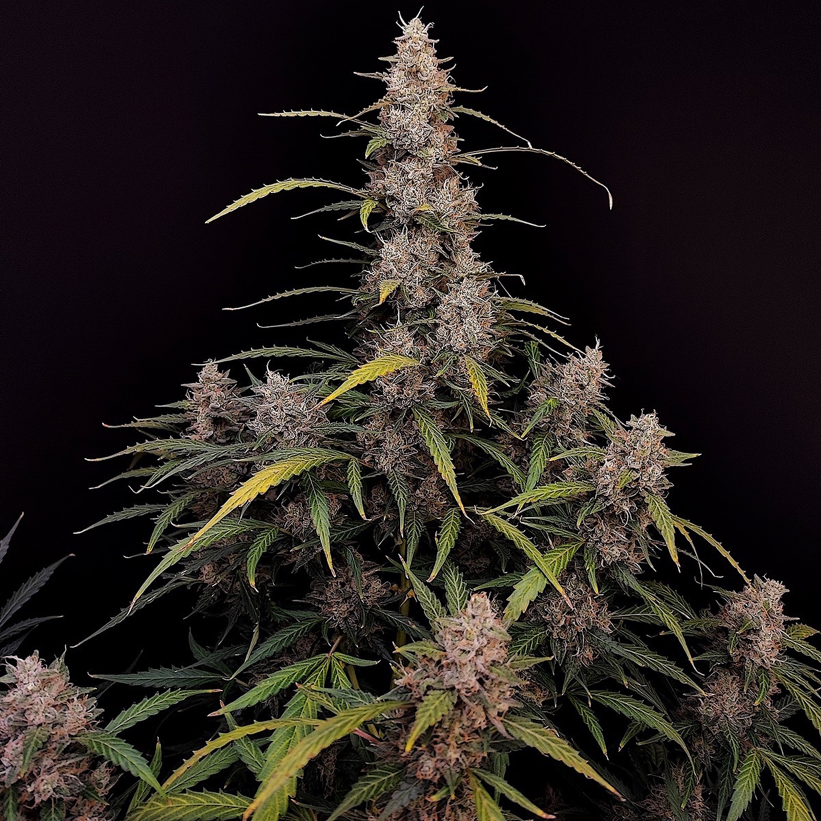 Fast Buds Autoflowering Cannabis Seeds: Amnesia Haze Auto | Fast Buds ...