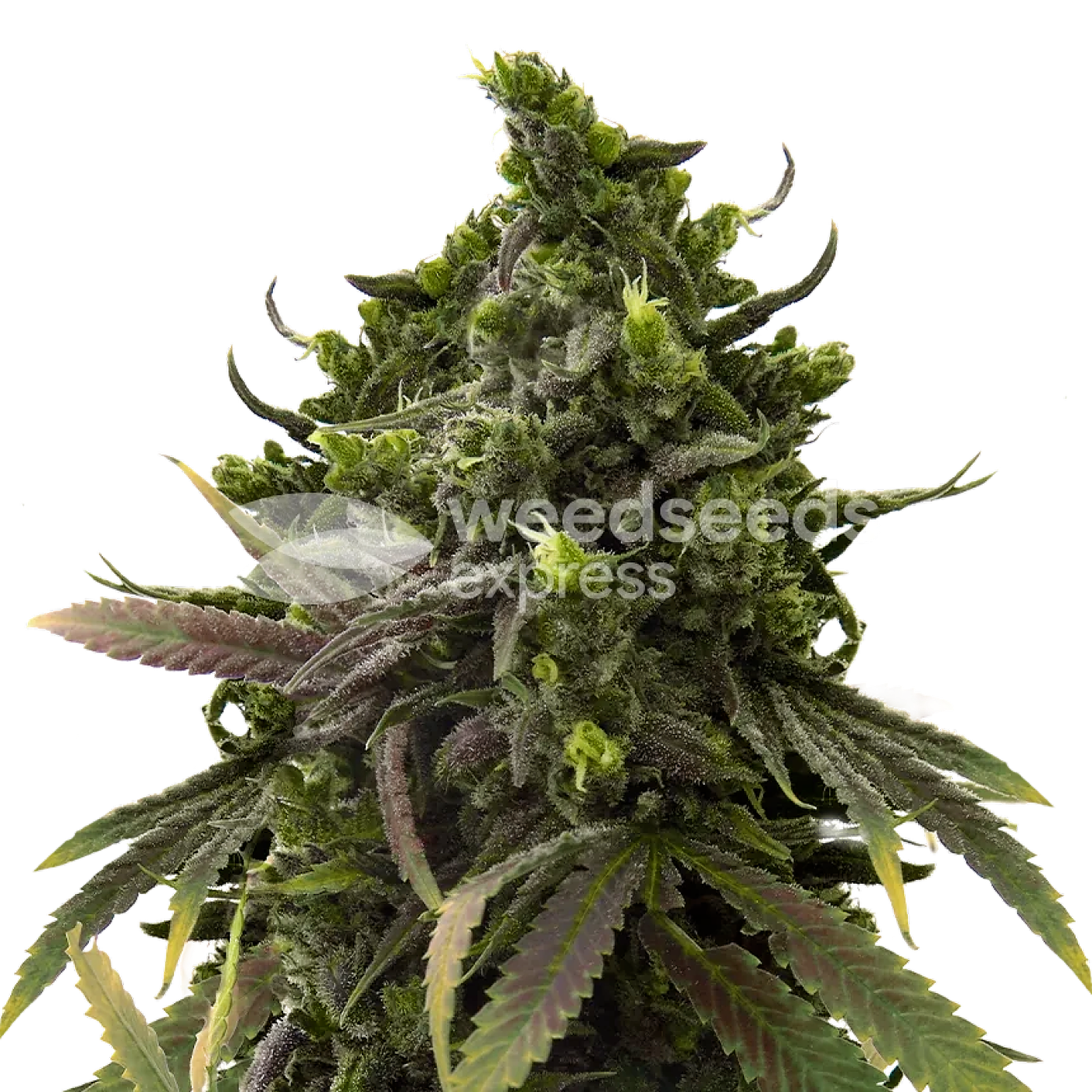 WeedSeedsExpress: Black Jack Autoflower Seeds | Leafly