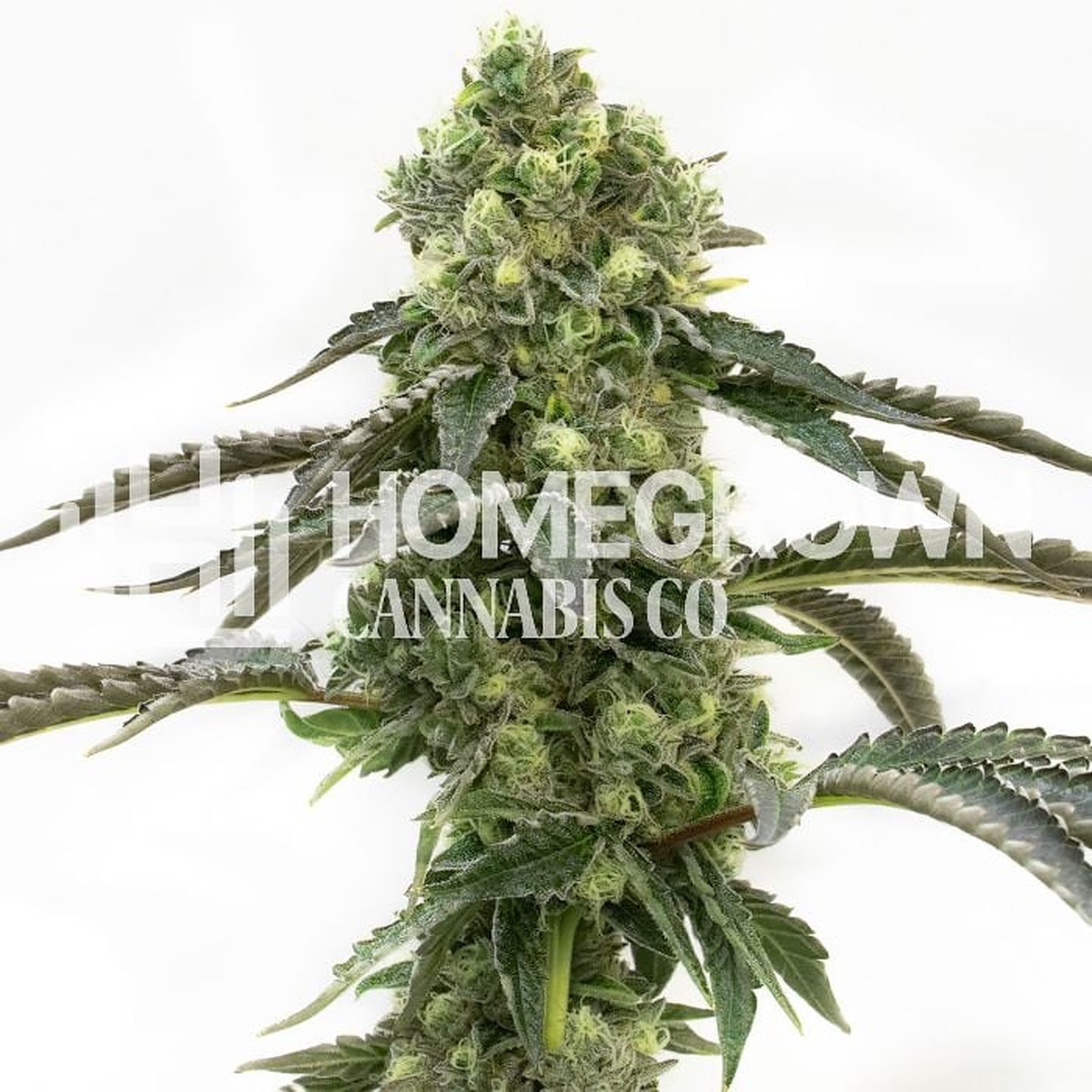 Homegrown Cannabis Co.: Sweet Cindy Weed Seeds | Leafly