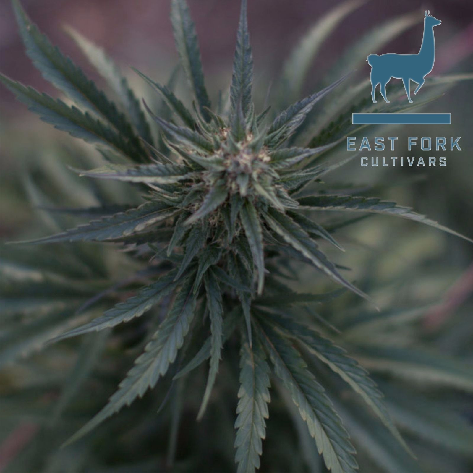 East Fork Cultivars: Pennywise | Leafly