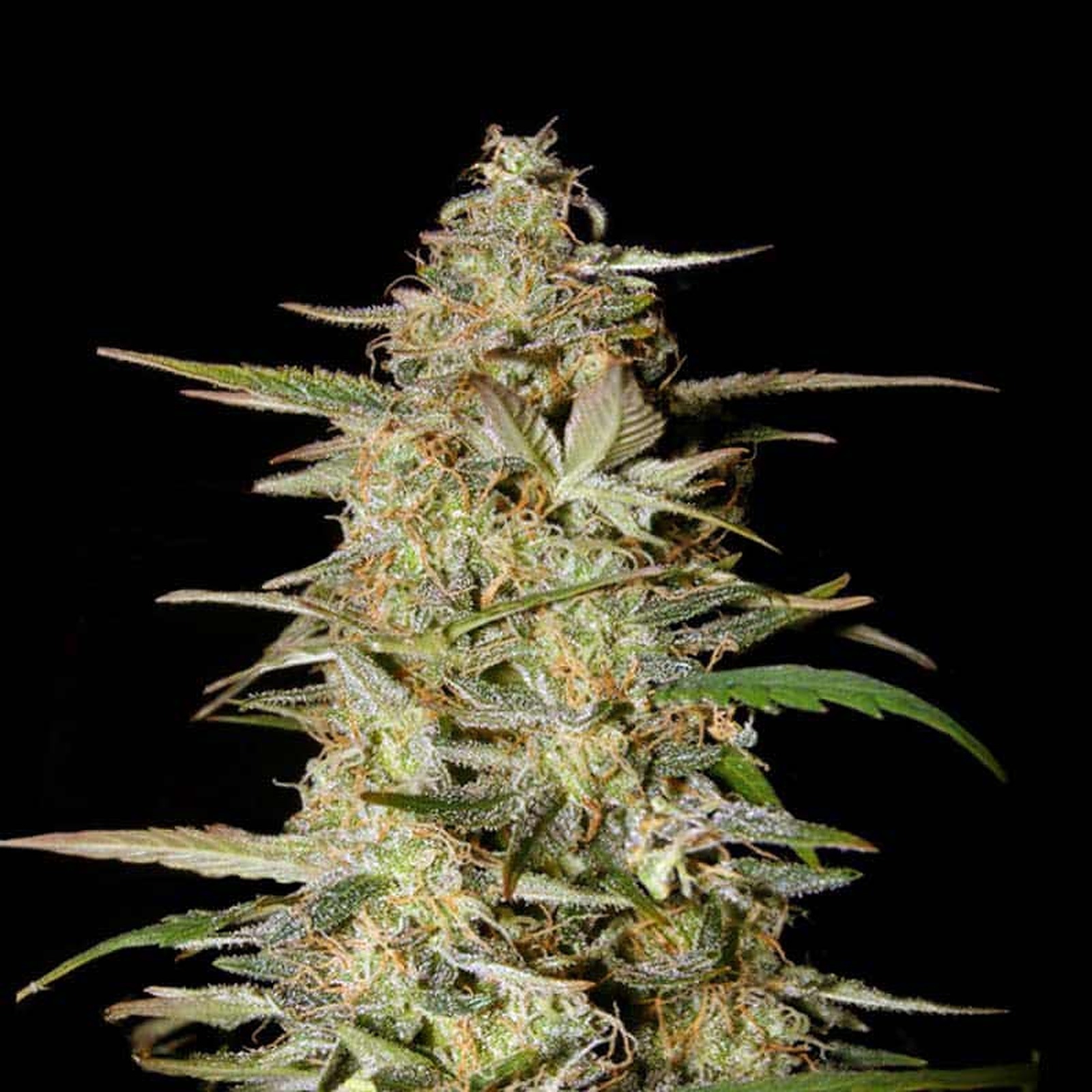 OG Seeds: Hindu Kush Seeds - Autoflower | Leafly