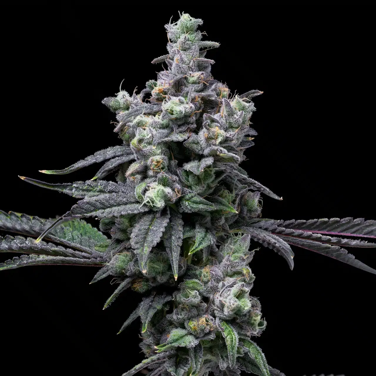 Premium Cultivars: Pure Michigan Auto | Leafly