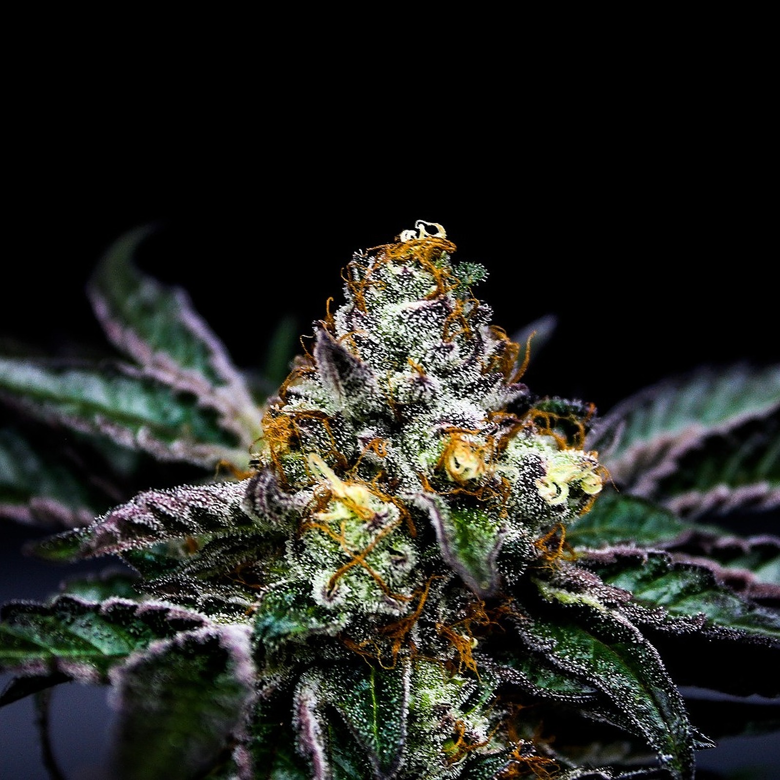 Bask: Forbidden Runtz | Leafly Bask: Forbidden Runtz | Leafly