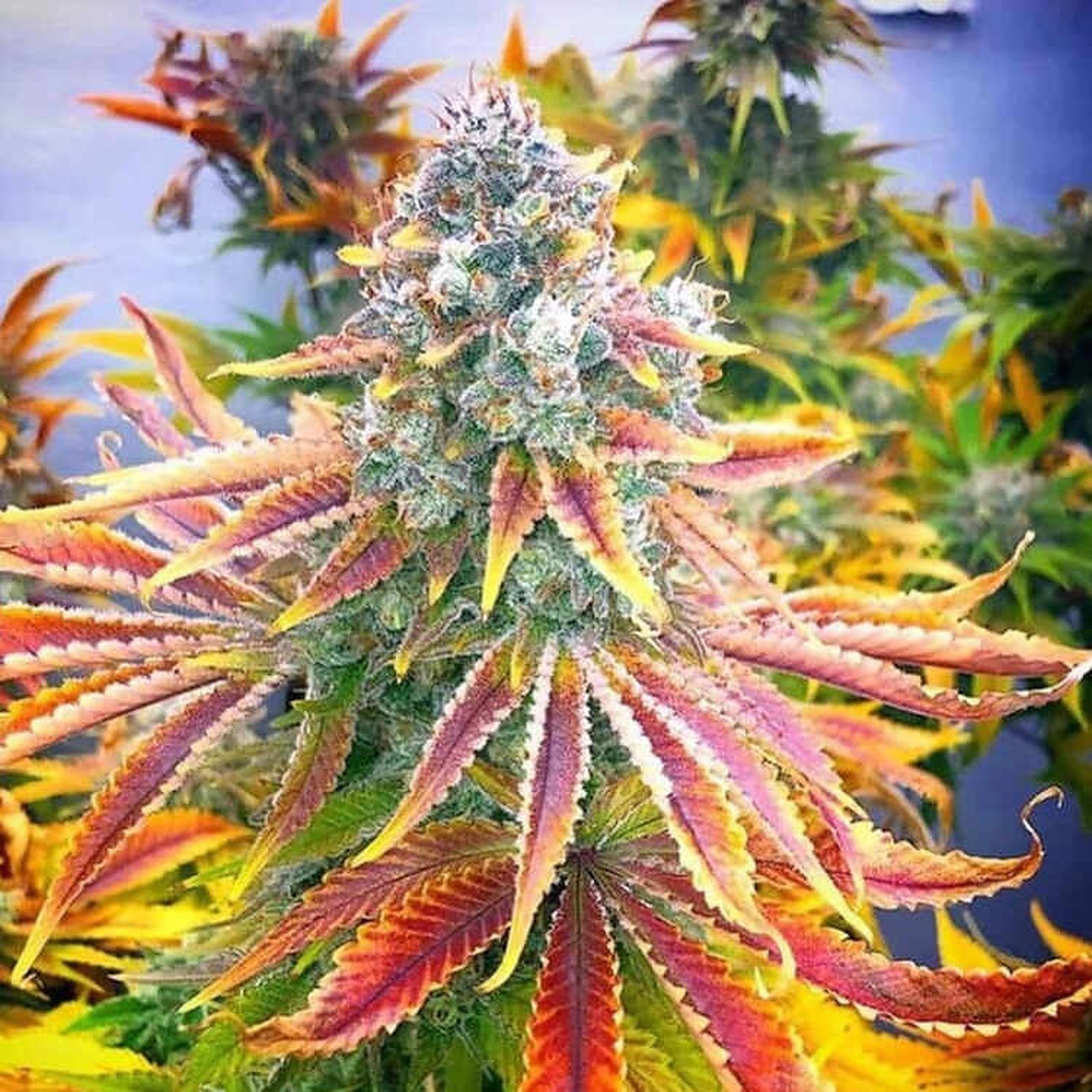 United Cannabis Seeds: Rainbow Kush Autoflower | Leafly United Cannabis Seeds: Rainbow Kush Autoflower | Leafly