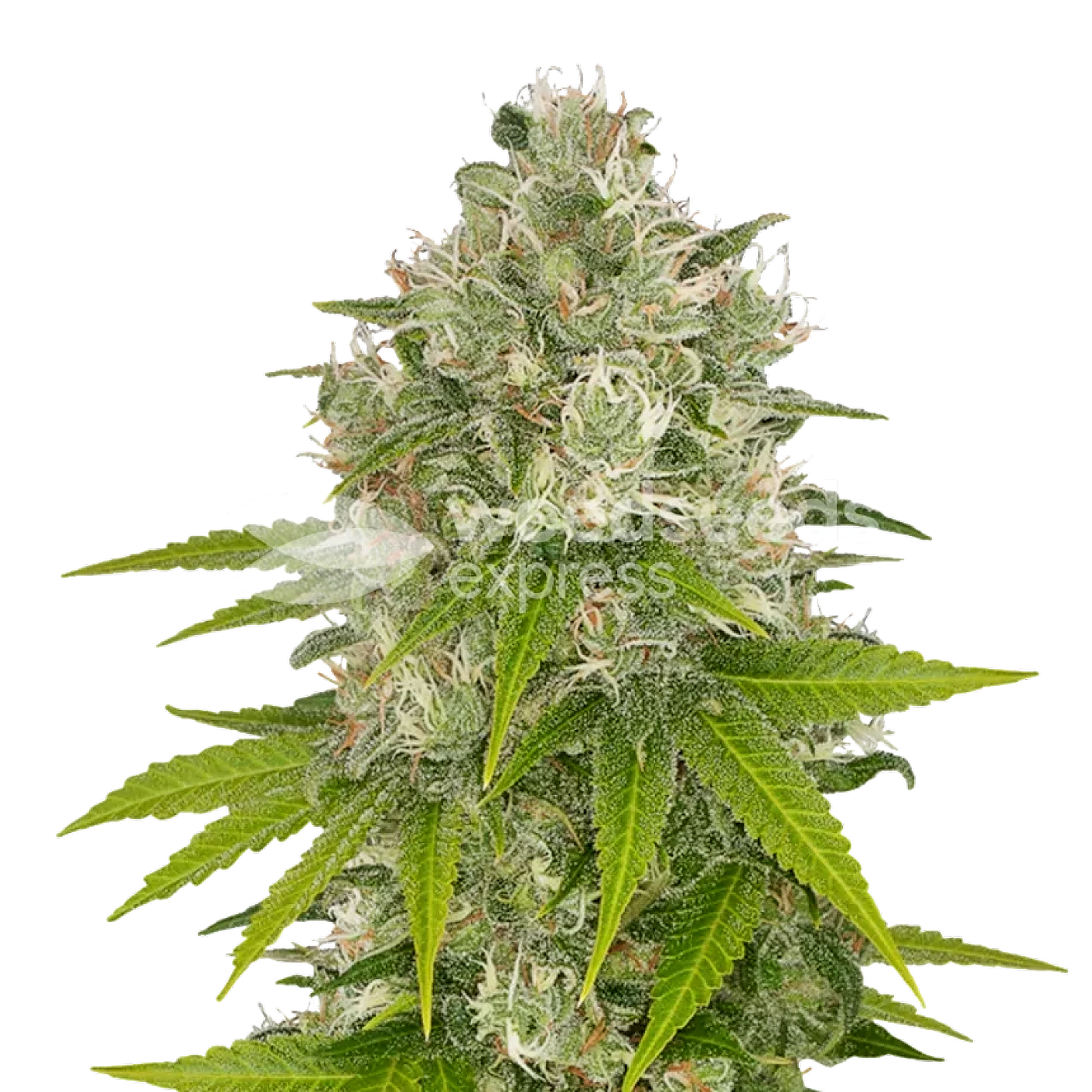 WeedSeedsExpress: Power Kush Feminized Seeds | Leafly