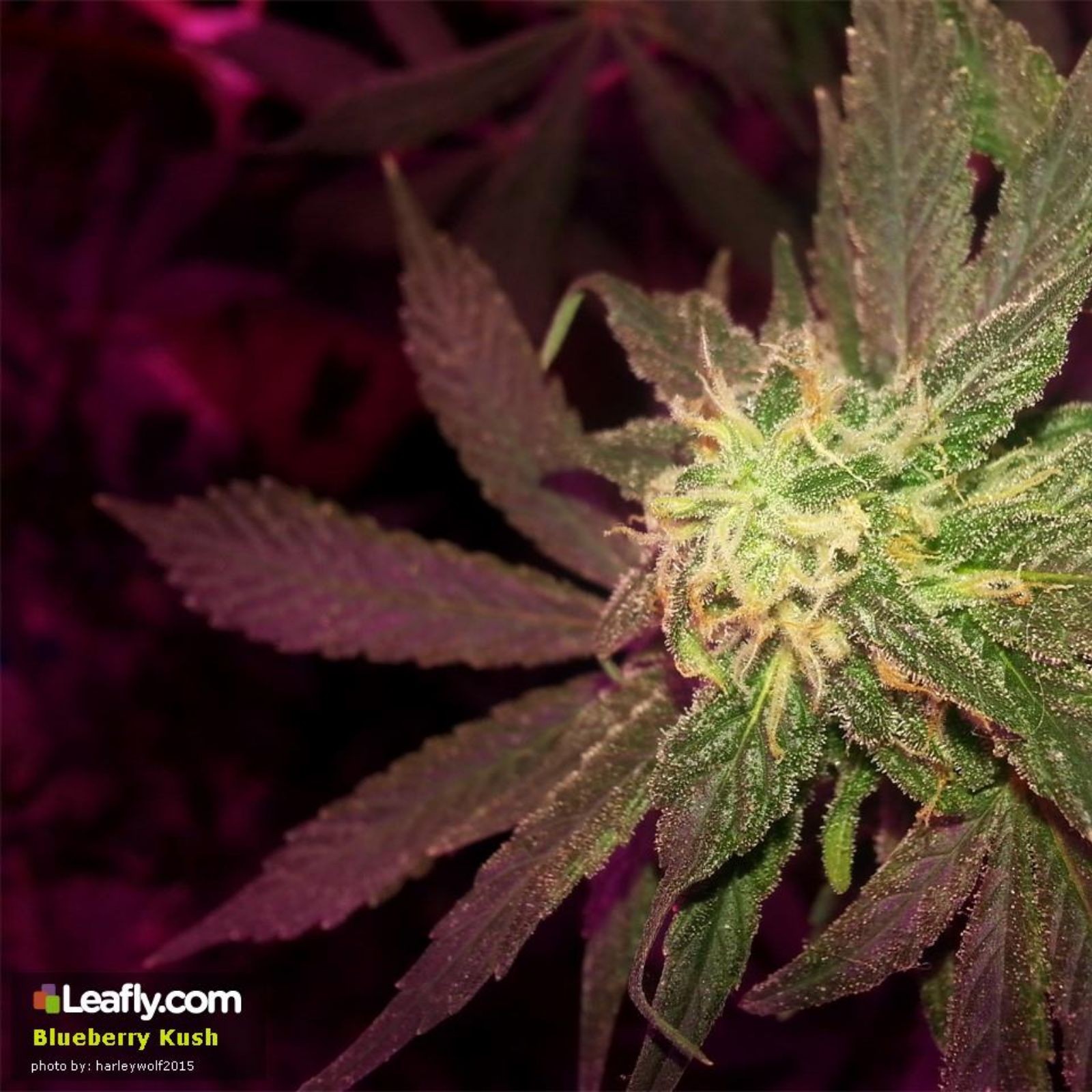 Sixtech: Blueberry Kush | Leafly