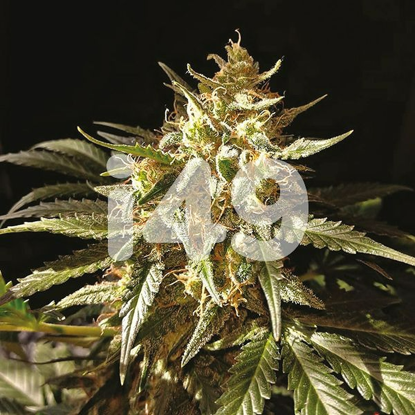 i49 Genetics: Auto Amnesia Fem | Leafly